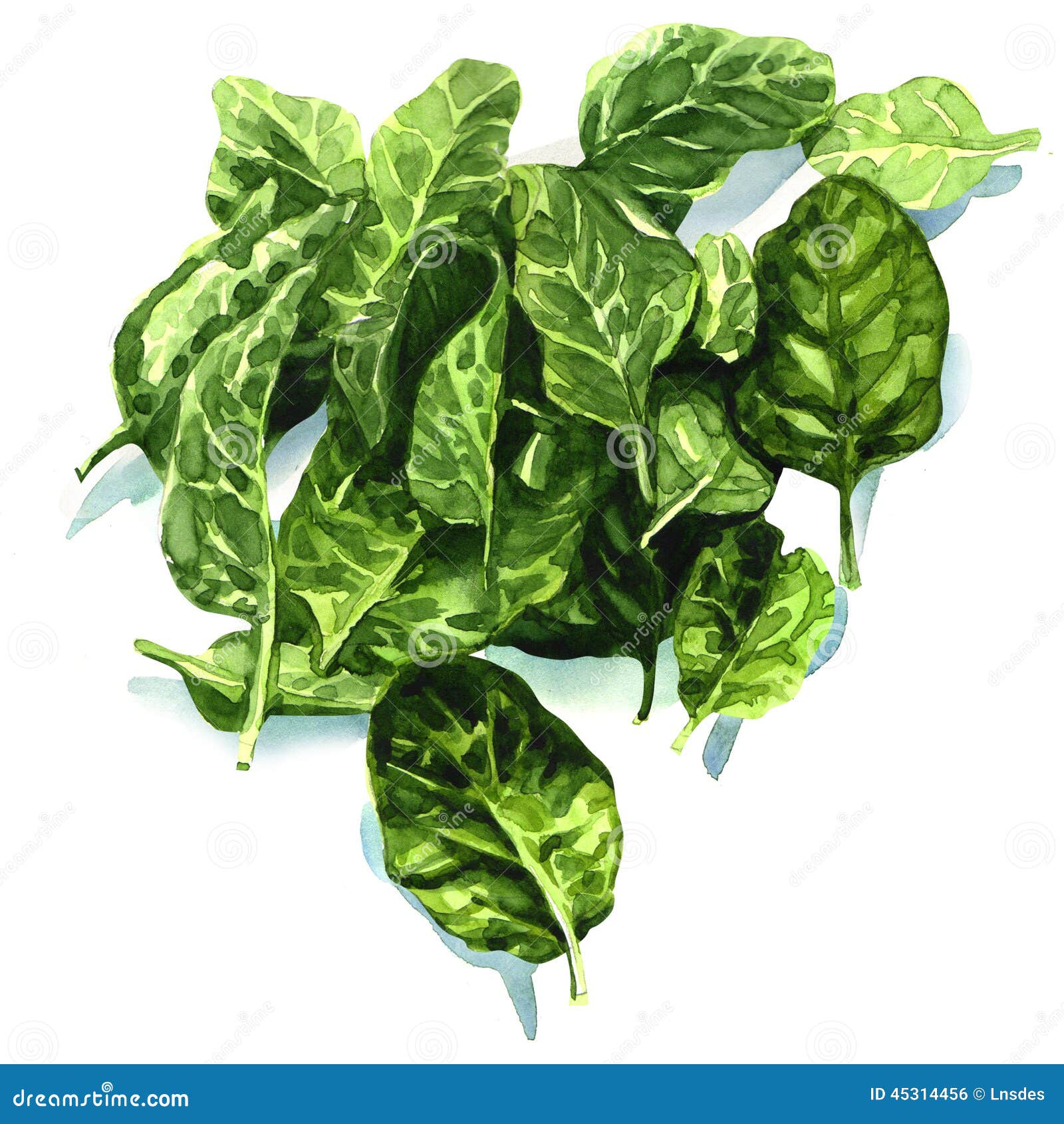 Spinach Cartoons, Illustrations & Vector Stock Images - 45976 Pictures ...