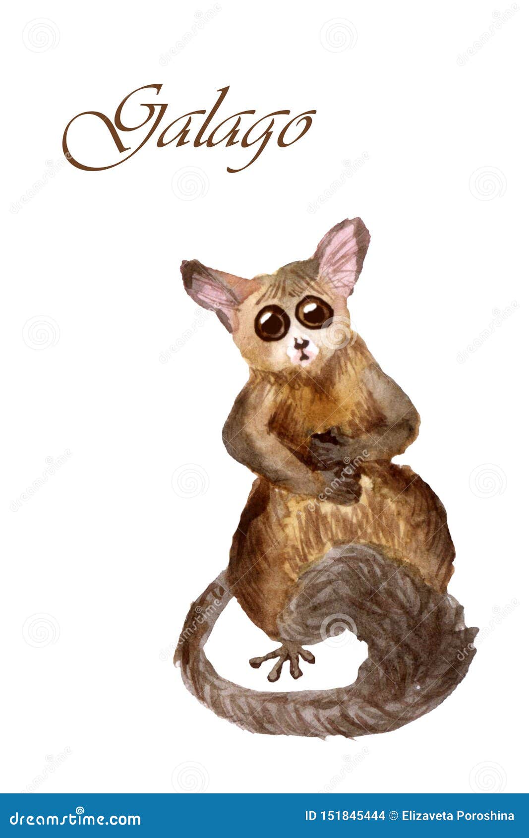 Galago Cartoons, Illustrations & Vector Stock Images - 19 Pictures to ...