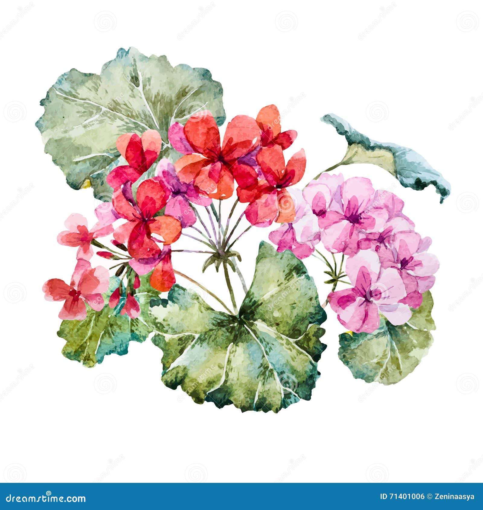 Watercolor Geranium Clipart: Pink Flowers Isolated On White Background ...