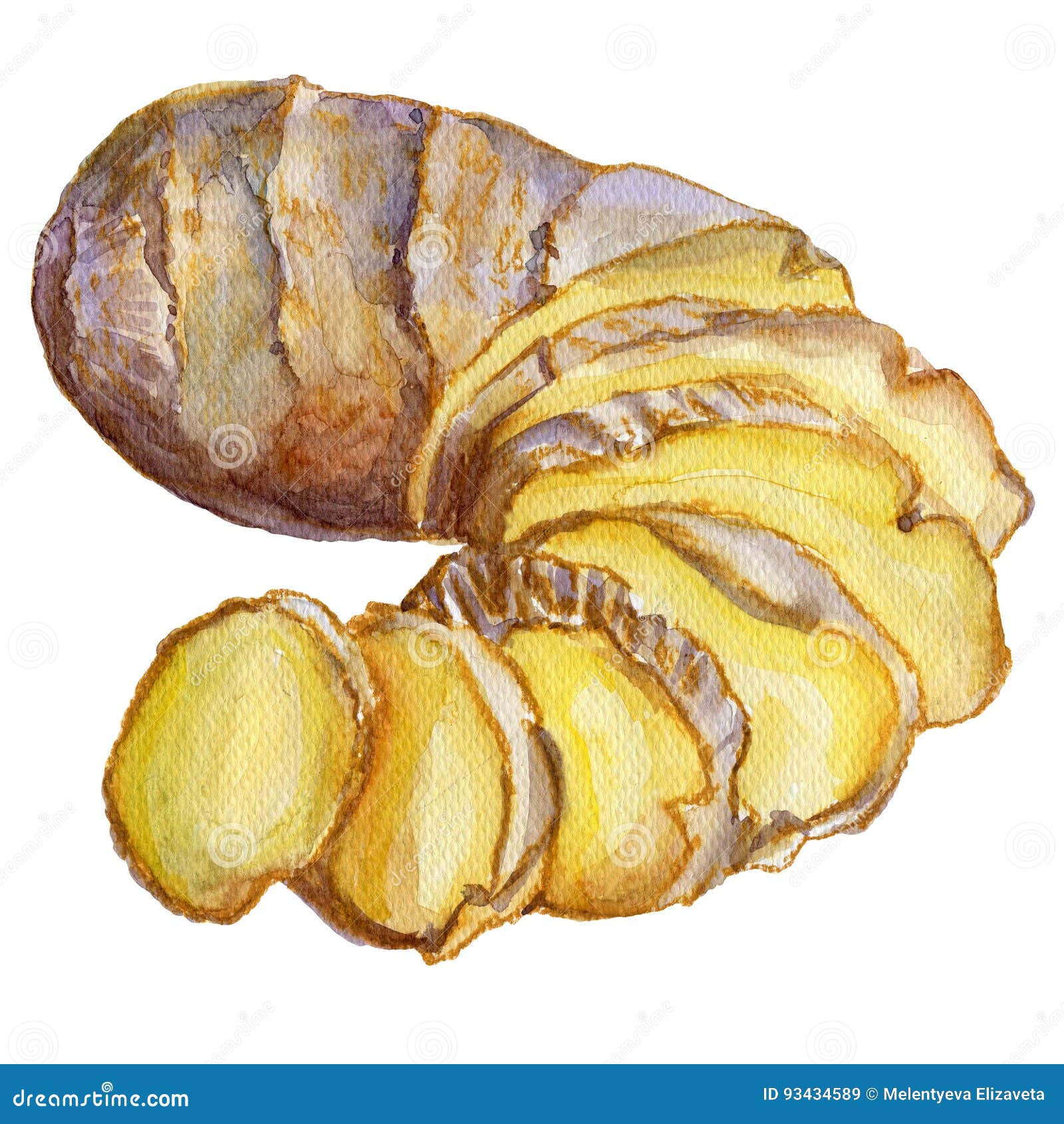Watercolor Ginger Root. Hand Drawn Ginger Rhizome Illustration Isolated ... Watercolor Ginger Root. Hand Drawn Ginger Rhizome Illustration Isolated ...