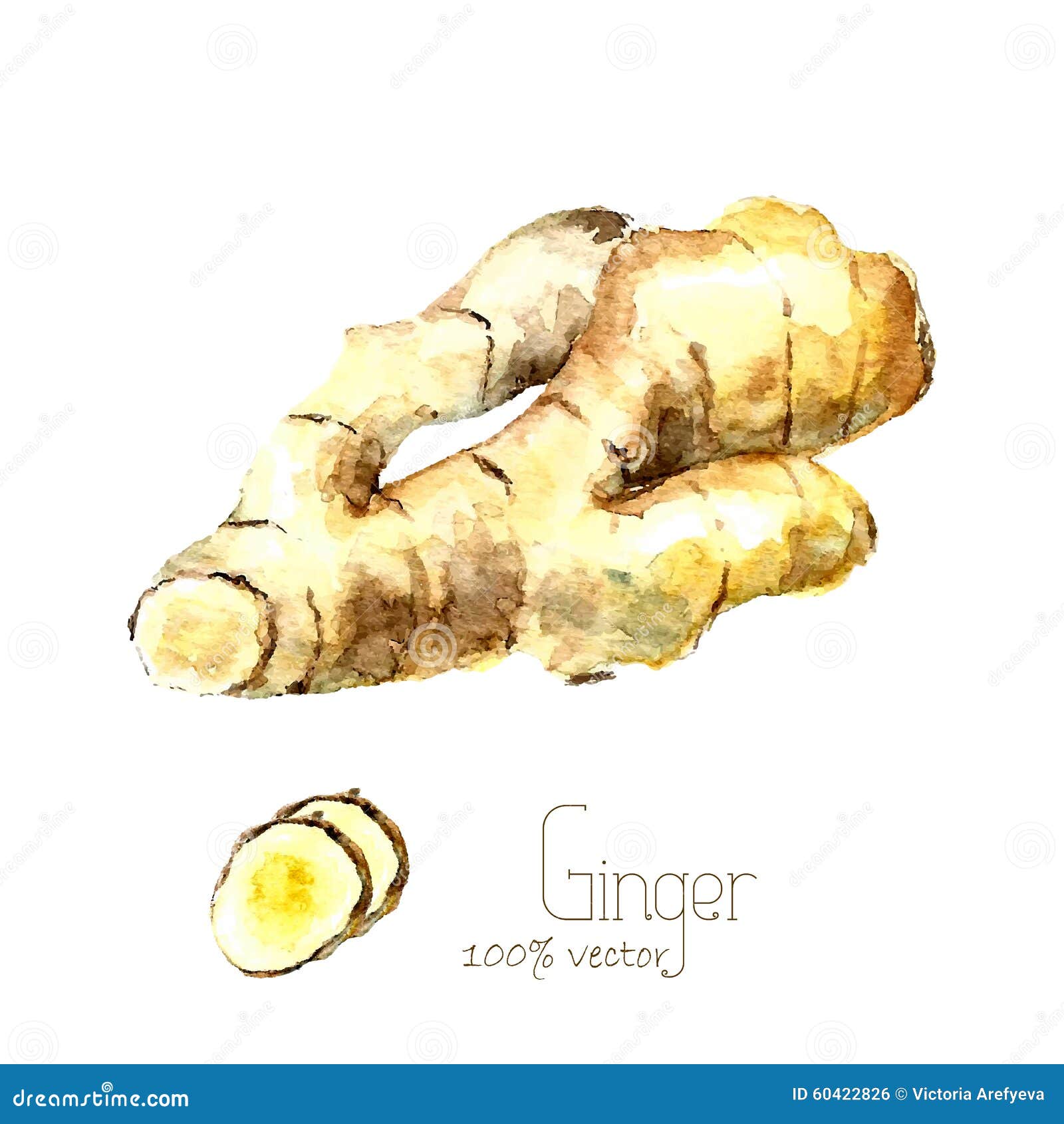 Watercolor Ginger Root Set. Hand Painted Ginger Rhizome Illustration ...