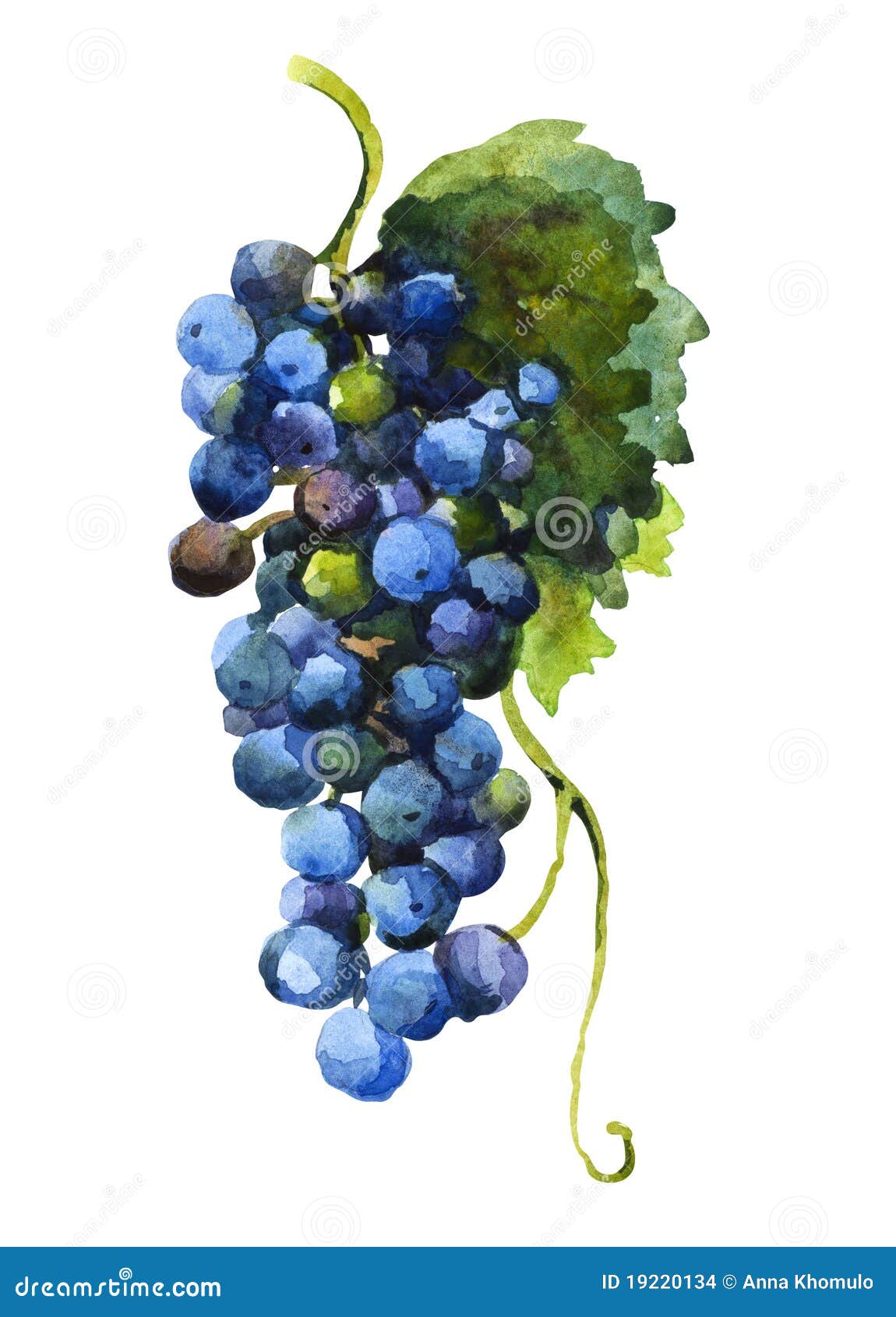 Watercolor of grape stock illustration. Illustration of drawing - 19220134
