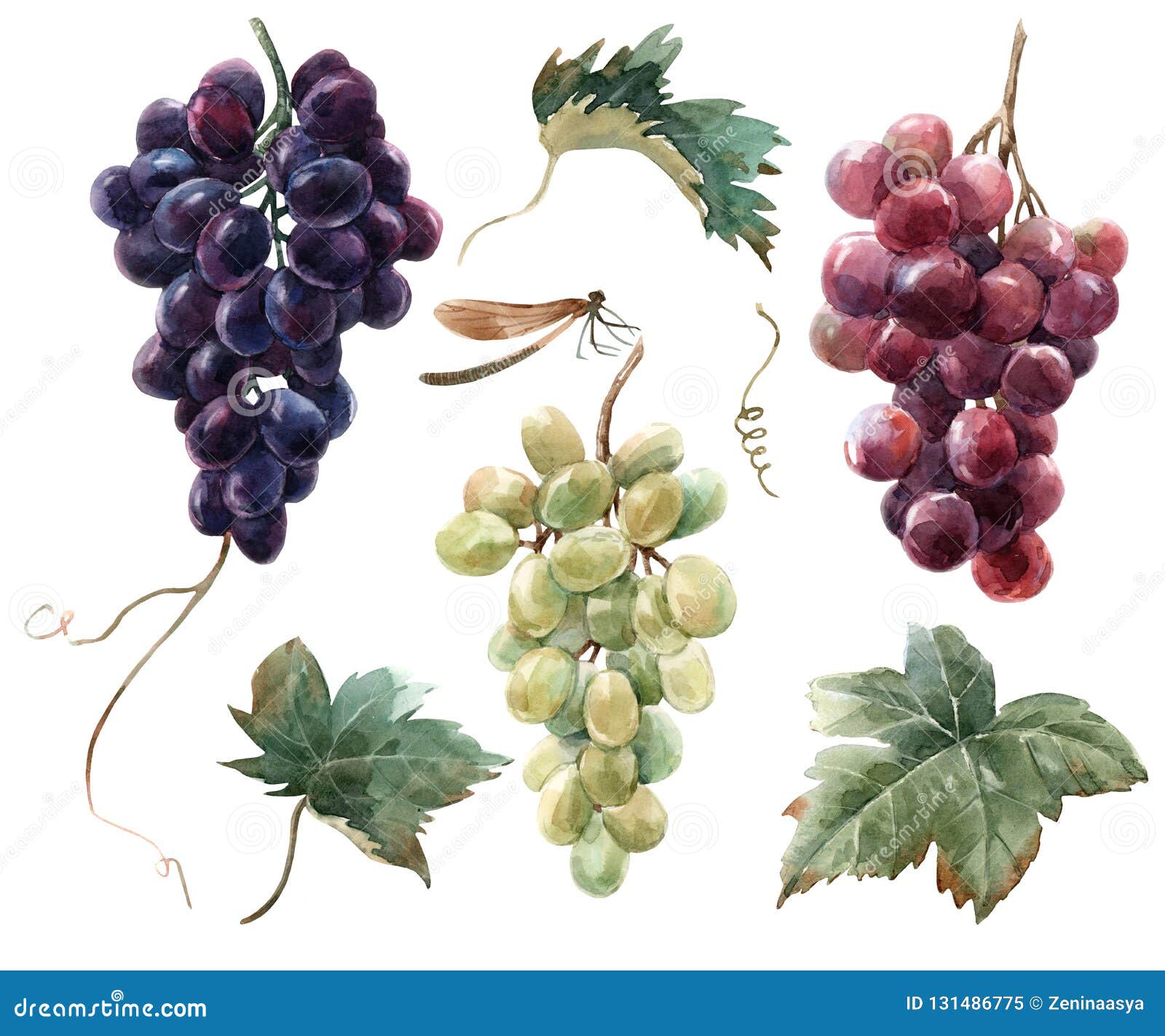 Watercolor grape set stock illustration. Illustration of print - 131486775