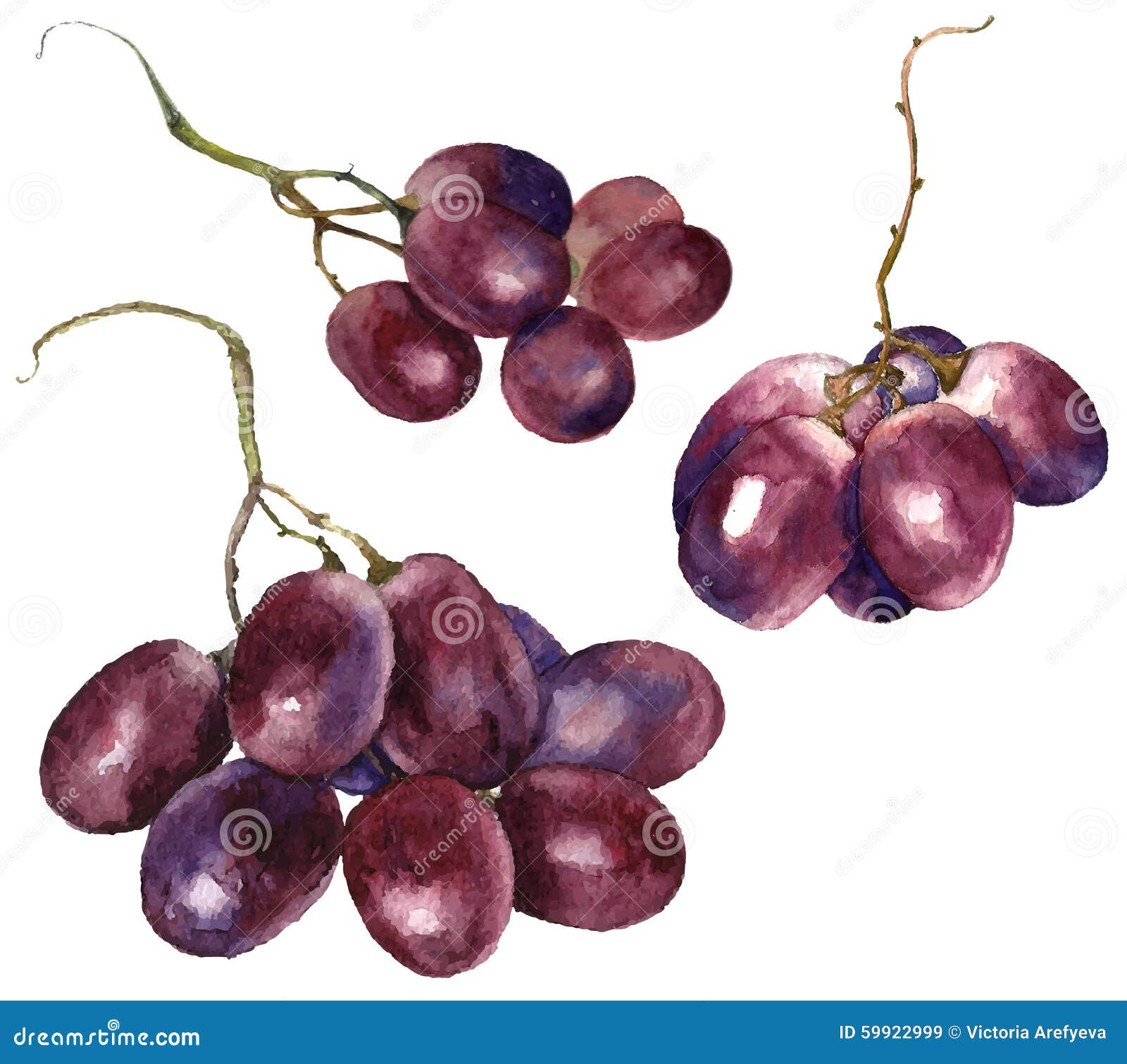 Watercolor grape. stock illustration. Illustration of nature - 59922999