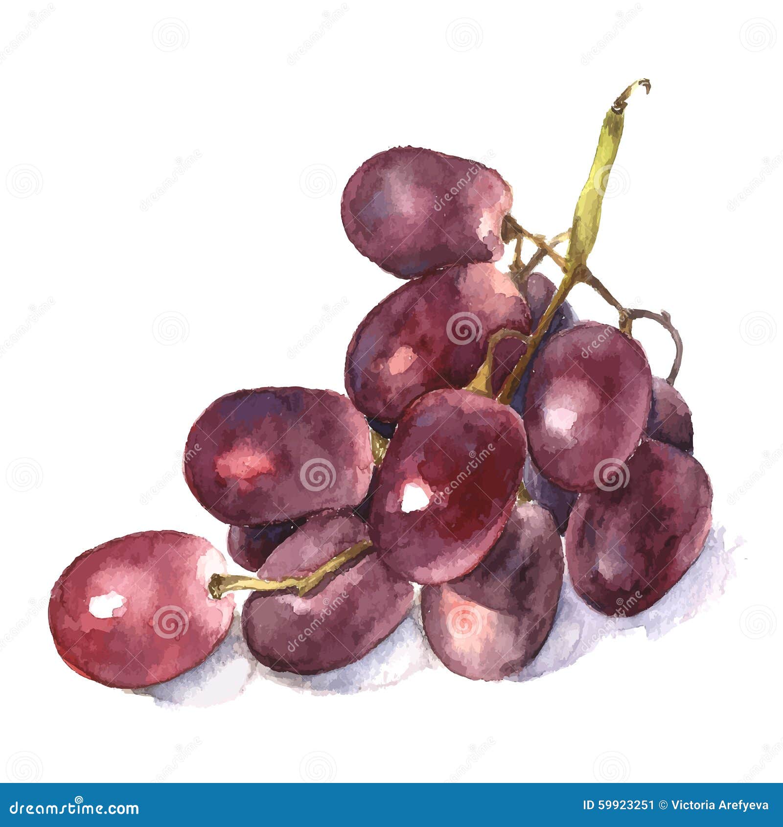 Watercolor grape. stock illustration. Illustration of food - 59923251