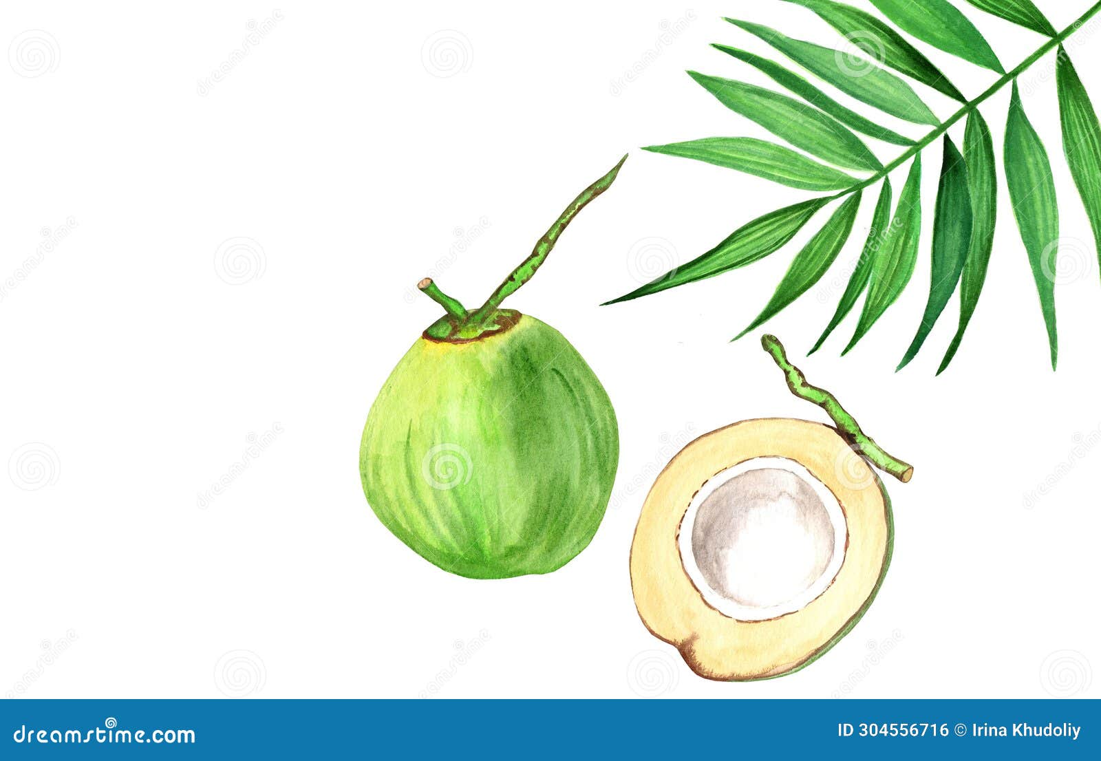 Watercolor green coconuts stock photo. Image of single - 304556716