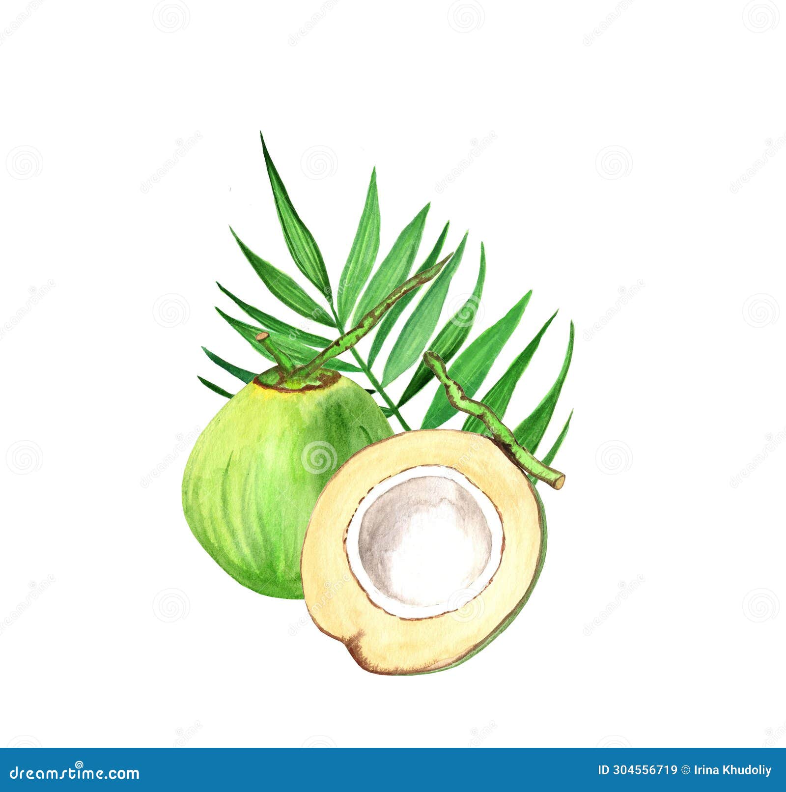 Watercolor green coconuts stock illustration. Illustration of tasty ...