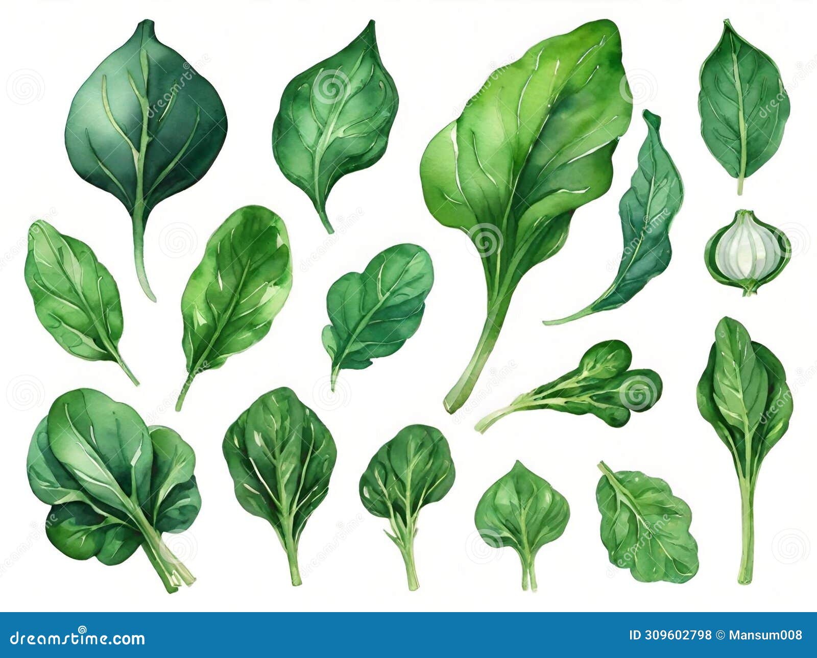 Spinach Hand-drawn Illustration. Spinach. Vector Doodle Style Cartoon ...