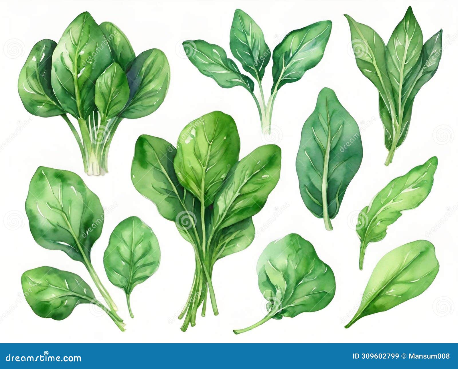 Spinach Hand-drawn Illustration. Spinach. Vector Doodle Style Cartoon ...