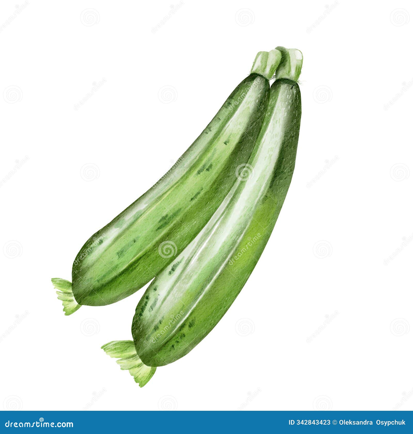 Watercolor Vegetable Green Zucchini Stock Illustration - Illustration ...