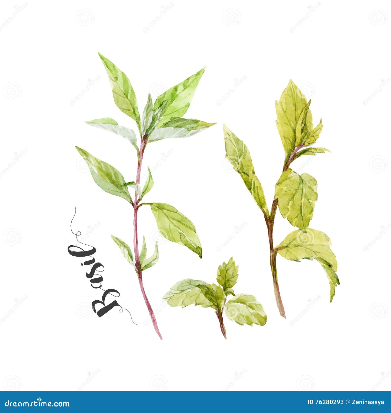Watercolor Hand Drawn Basil Stock Vector - Illustration of floral ...