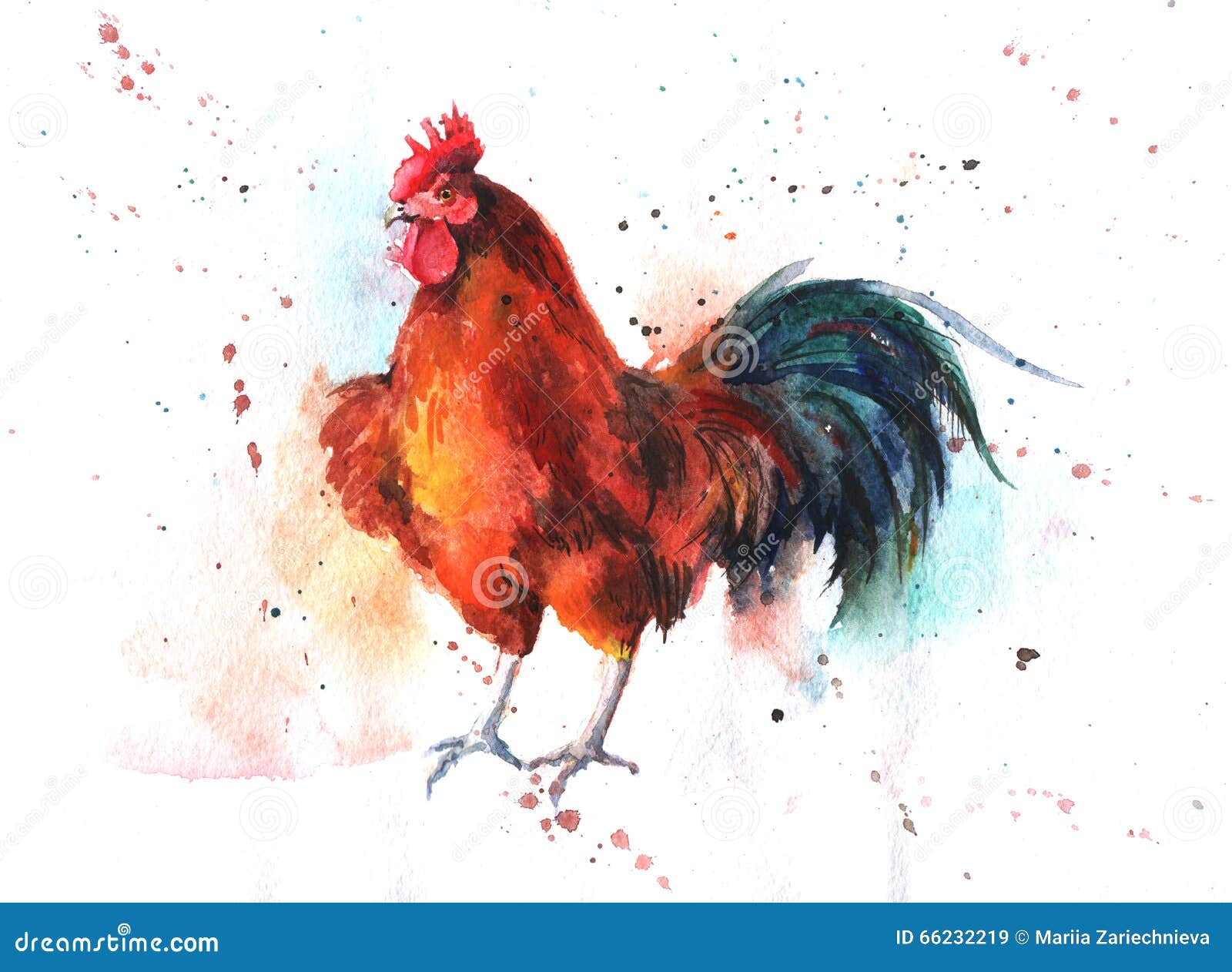 Watercolor Hand-drawn Bright-colored Rooster Stock Illustration ...