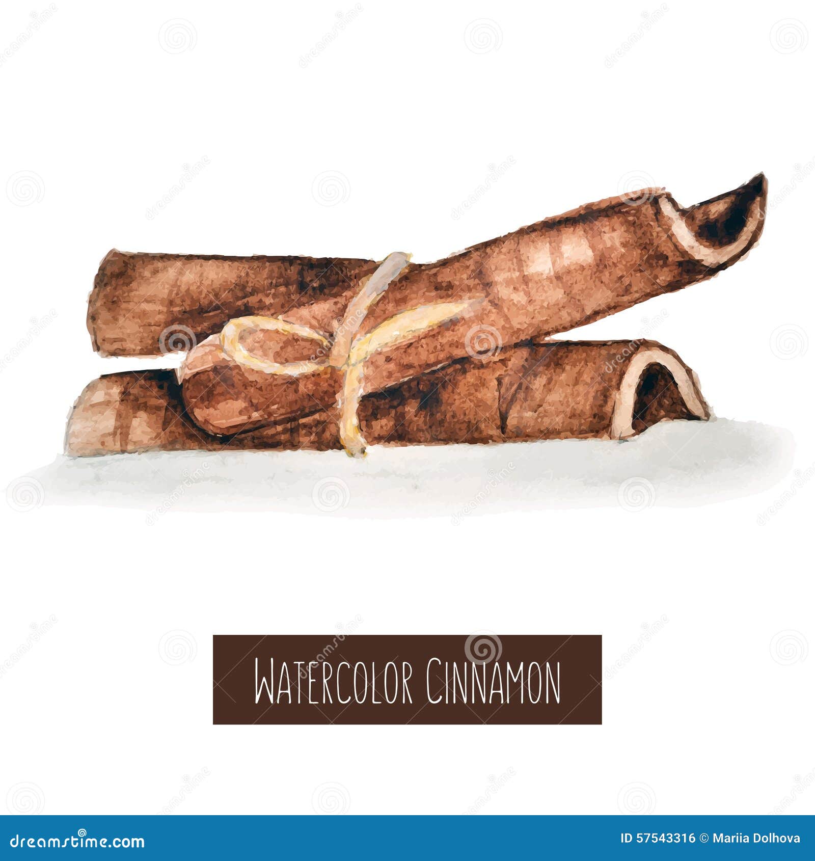 Watercolor Hand Drawn Cinnamon Illustration Stock Vector - Illustration ...