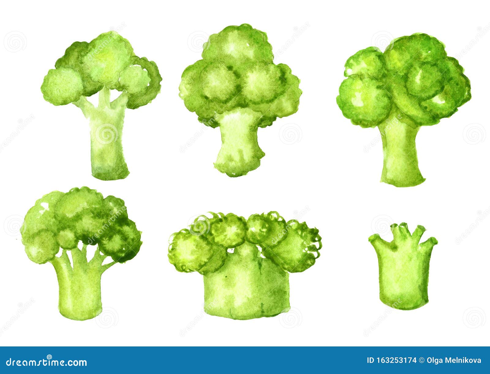 Watercolor Hand Drawn Fresh Broccoli Set Stock Illustration ...