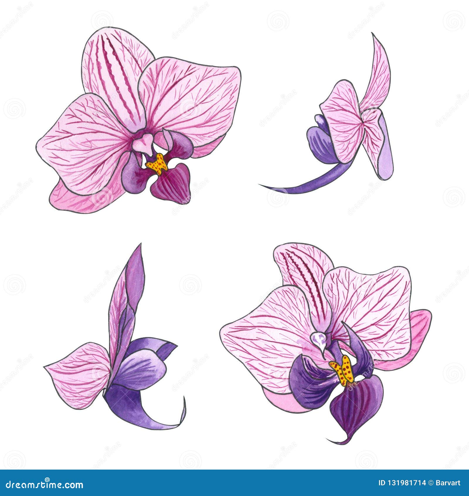 Watercolor Hand Drawn Illustration Exotic Pink Orchid Flower Stock