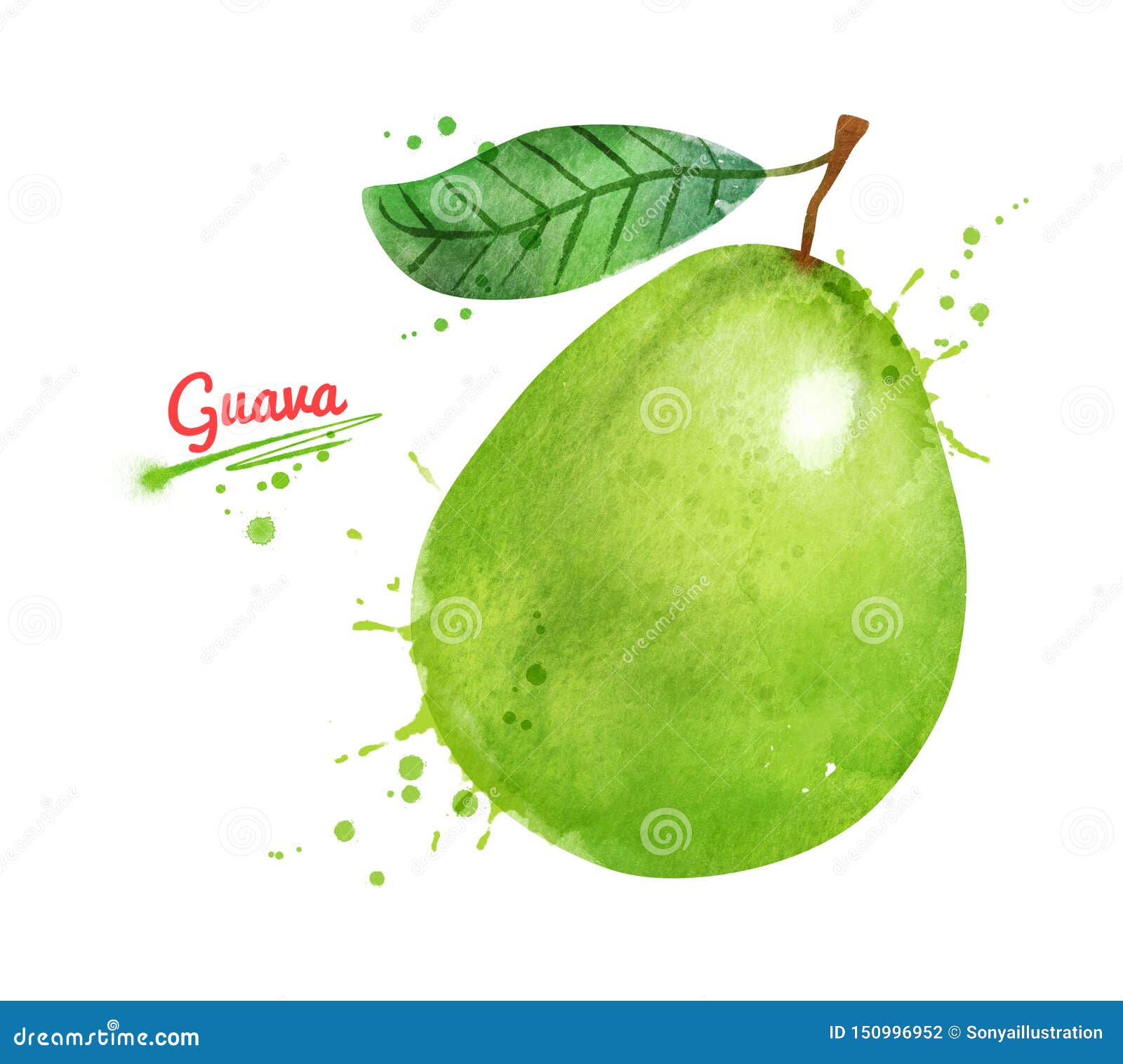 Watercolor Hand Drawn Illustration of Guava Fruit Stock Illustration ...