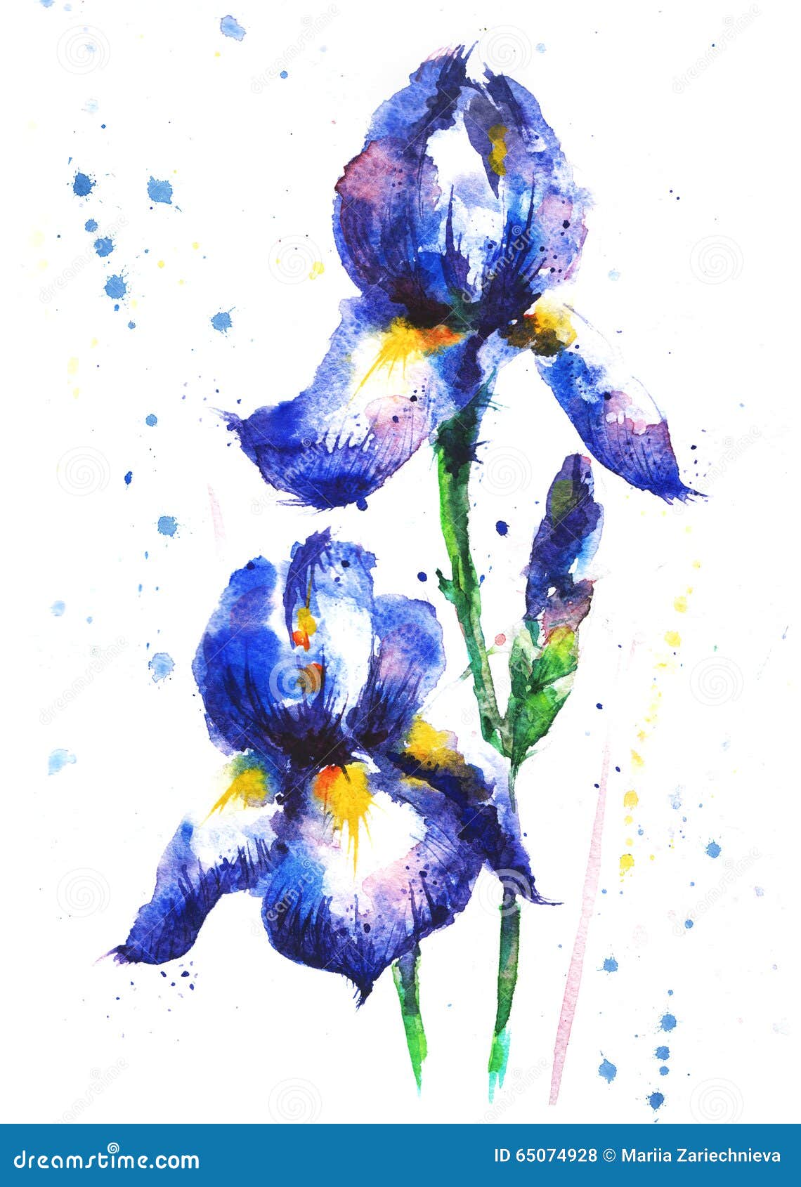 Watercolor Hand-drawn Iris Flowers Stock Illustration - Illustration of ...