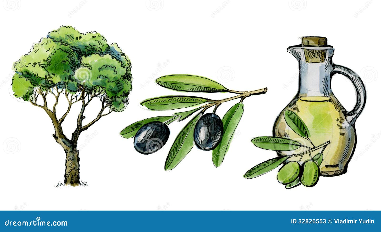Watercolor Hand Drawn Olive Stock Illustration - Illustration of icon, draw: 32826553