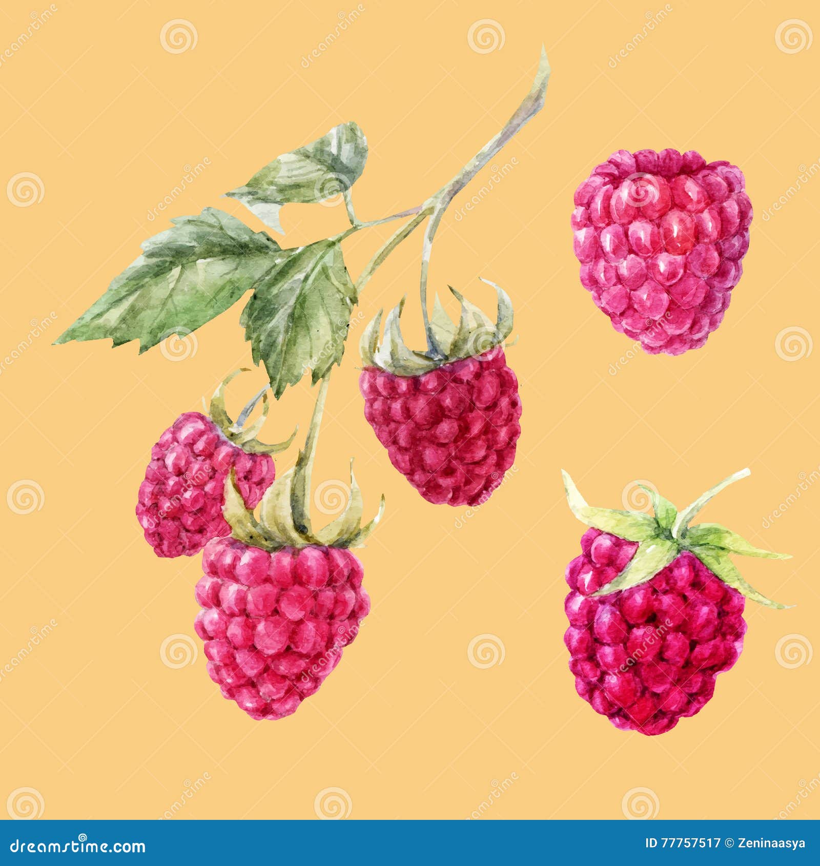 Watercolor Hand Drawn Raspberries Stock Vector - Illustration of menu ...