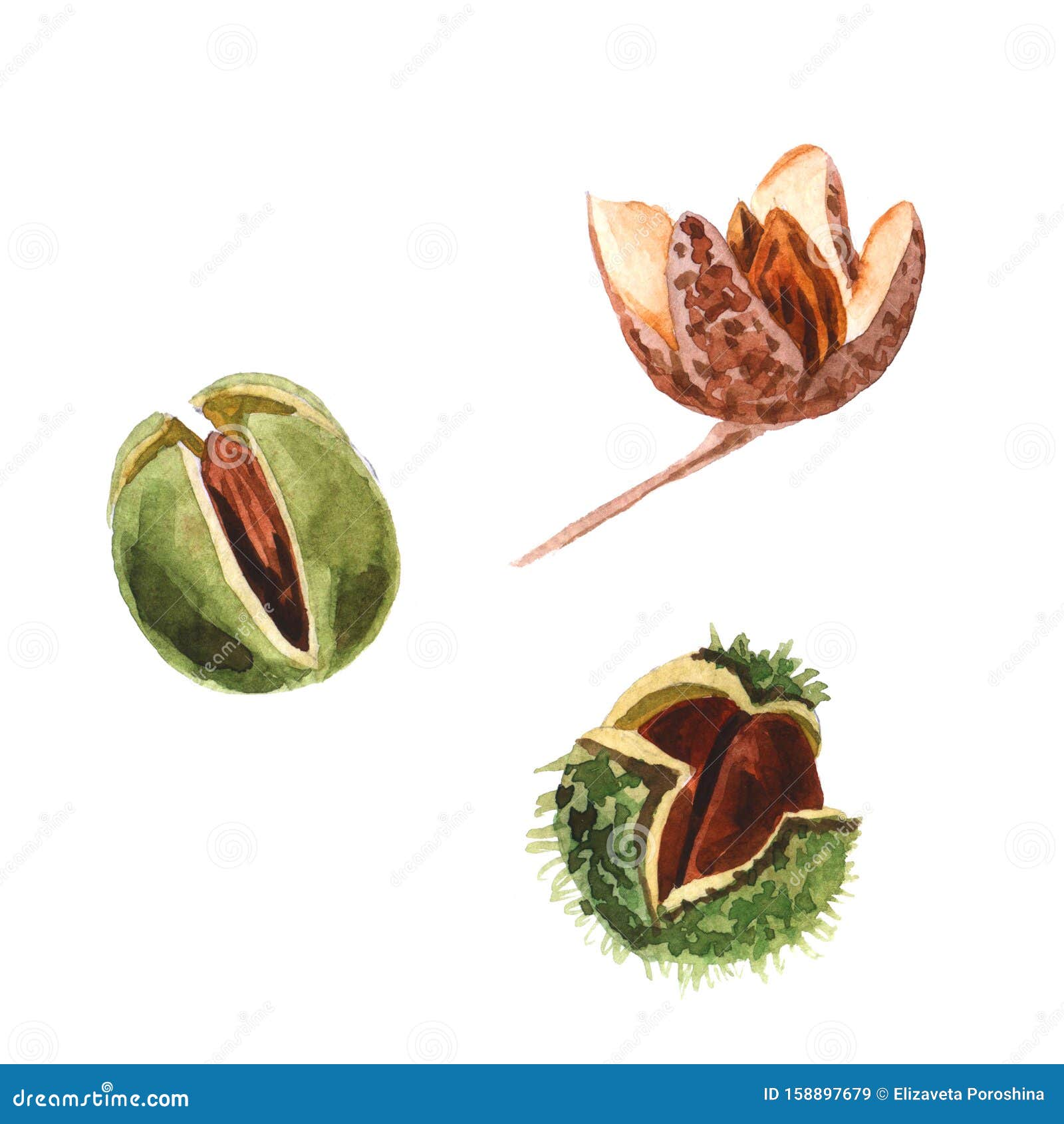 Watercolor Beech Nuts Isolated on a White Background Stock Illustration ...