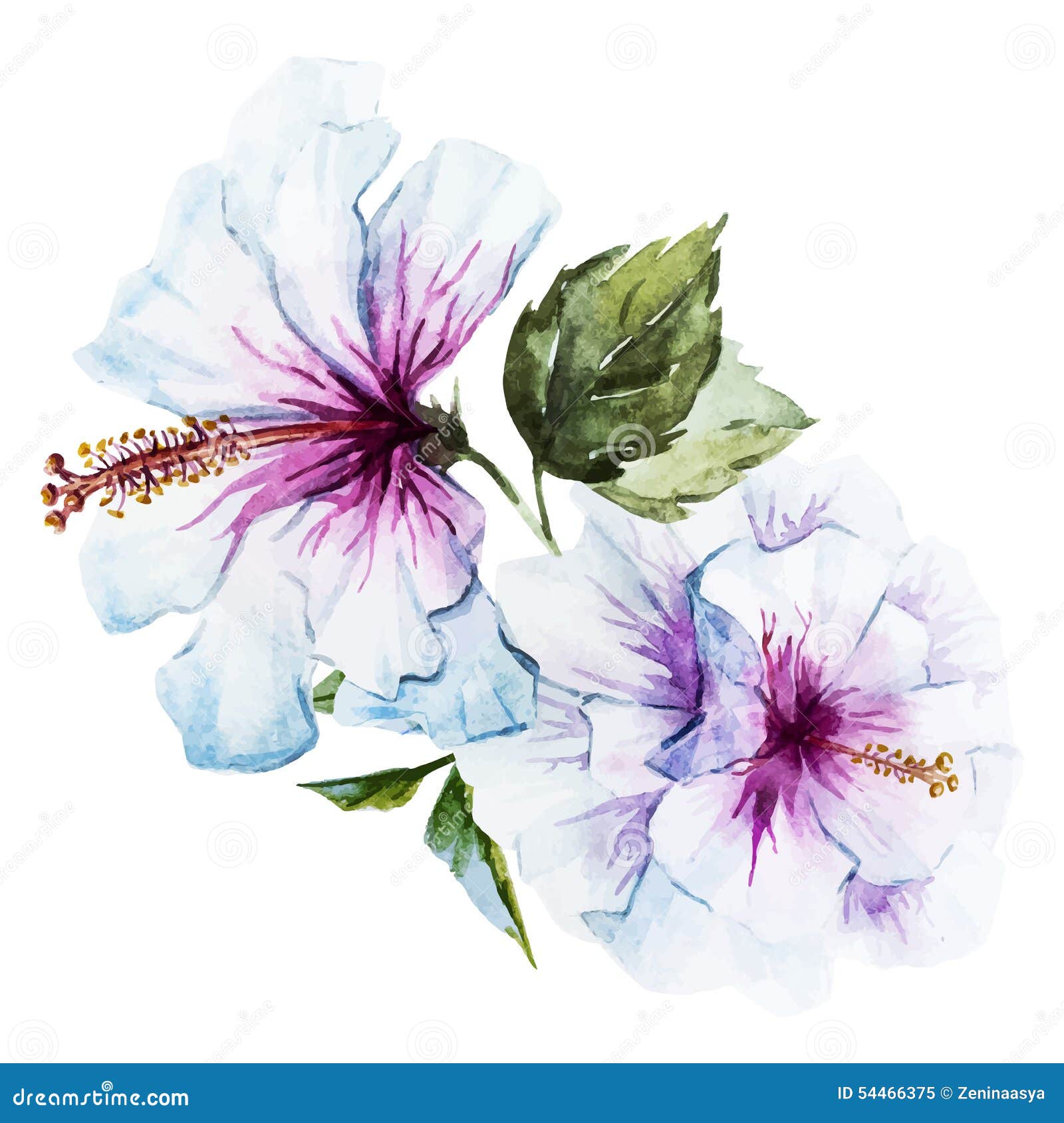 Watercolor Hibiscus Flower Stock Vector - Image: 54466375