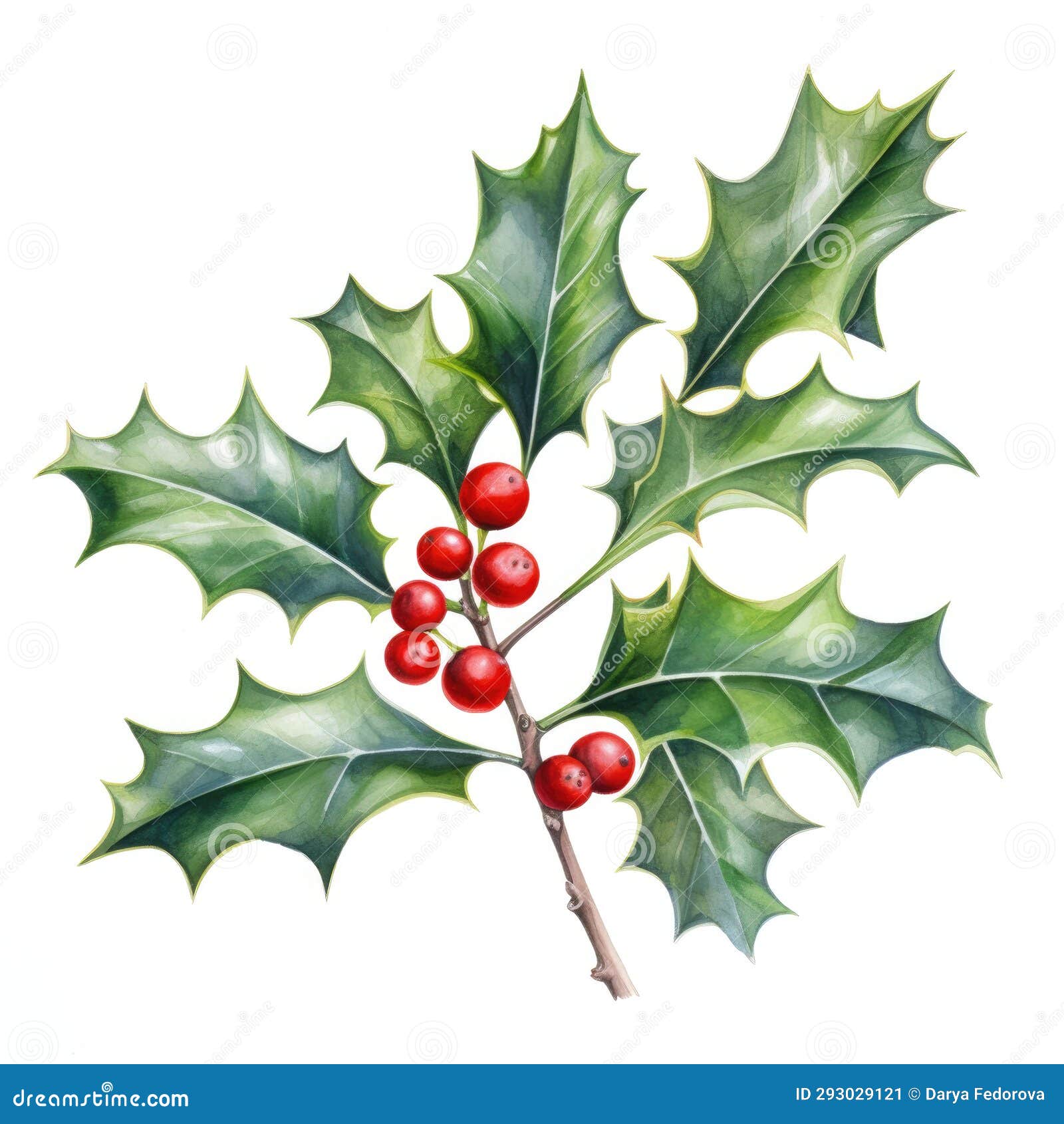 Watercolor Holly Branch with Red Berries on White Stock Illustration ...