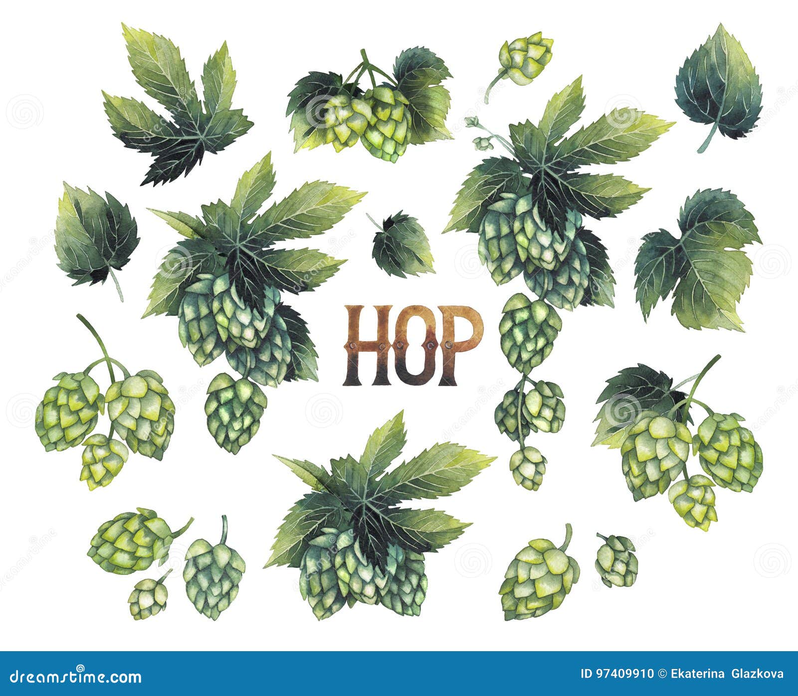 Watercolor hops collection stock illustration. Illustration of october ...