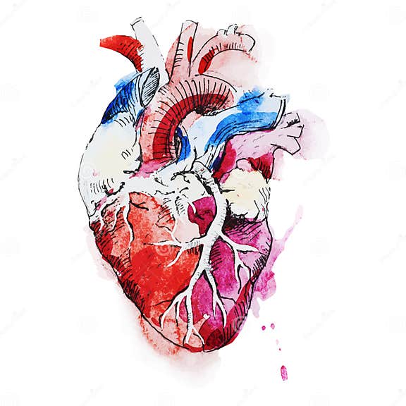 Watercolor human heart stock vector. Illustration of like - 56105187