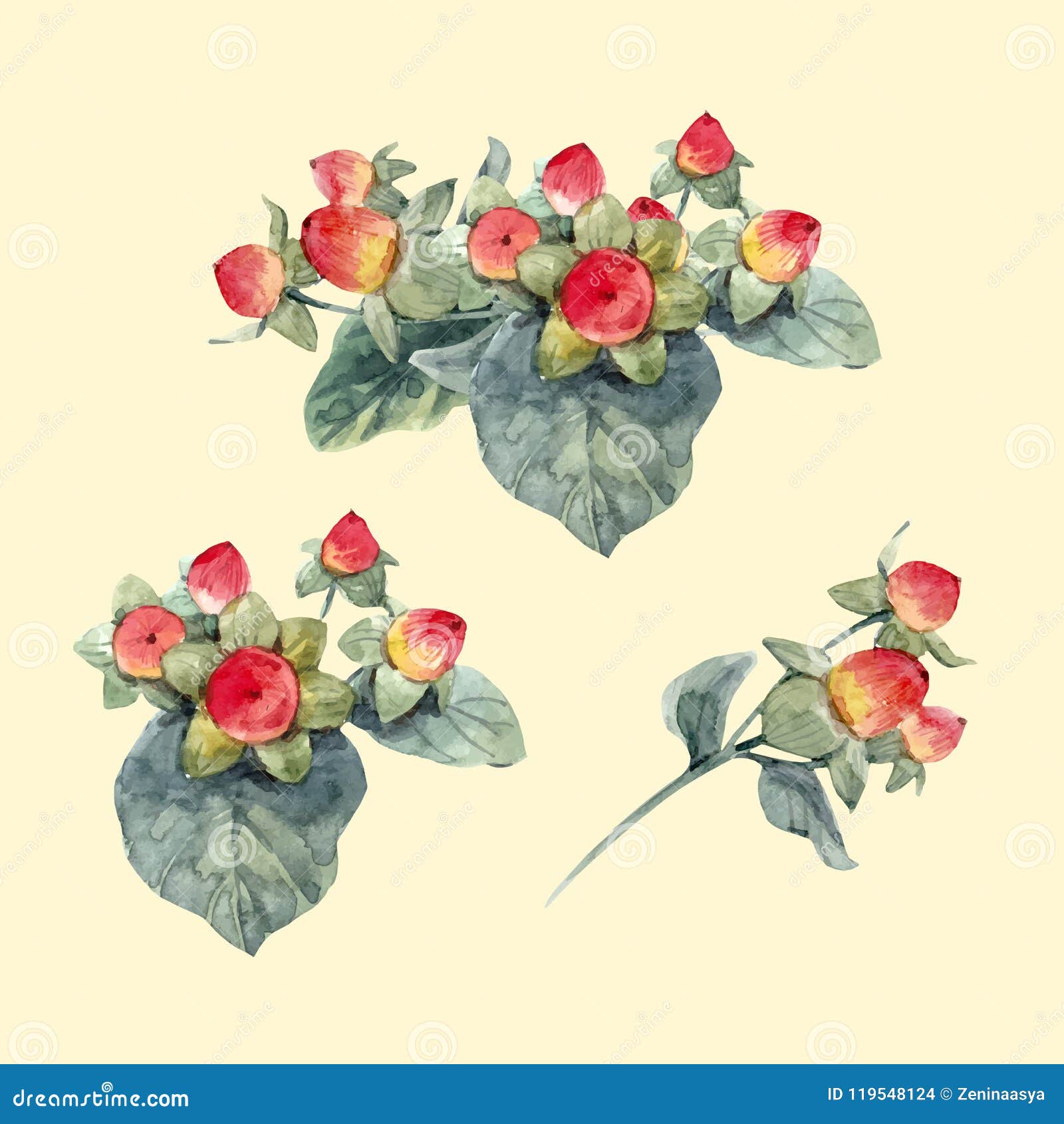 Watercolor Hypericum Set. Hand Painted Berries With Leaves Isolated On ...