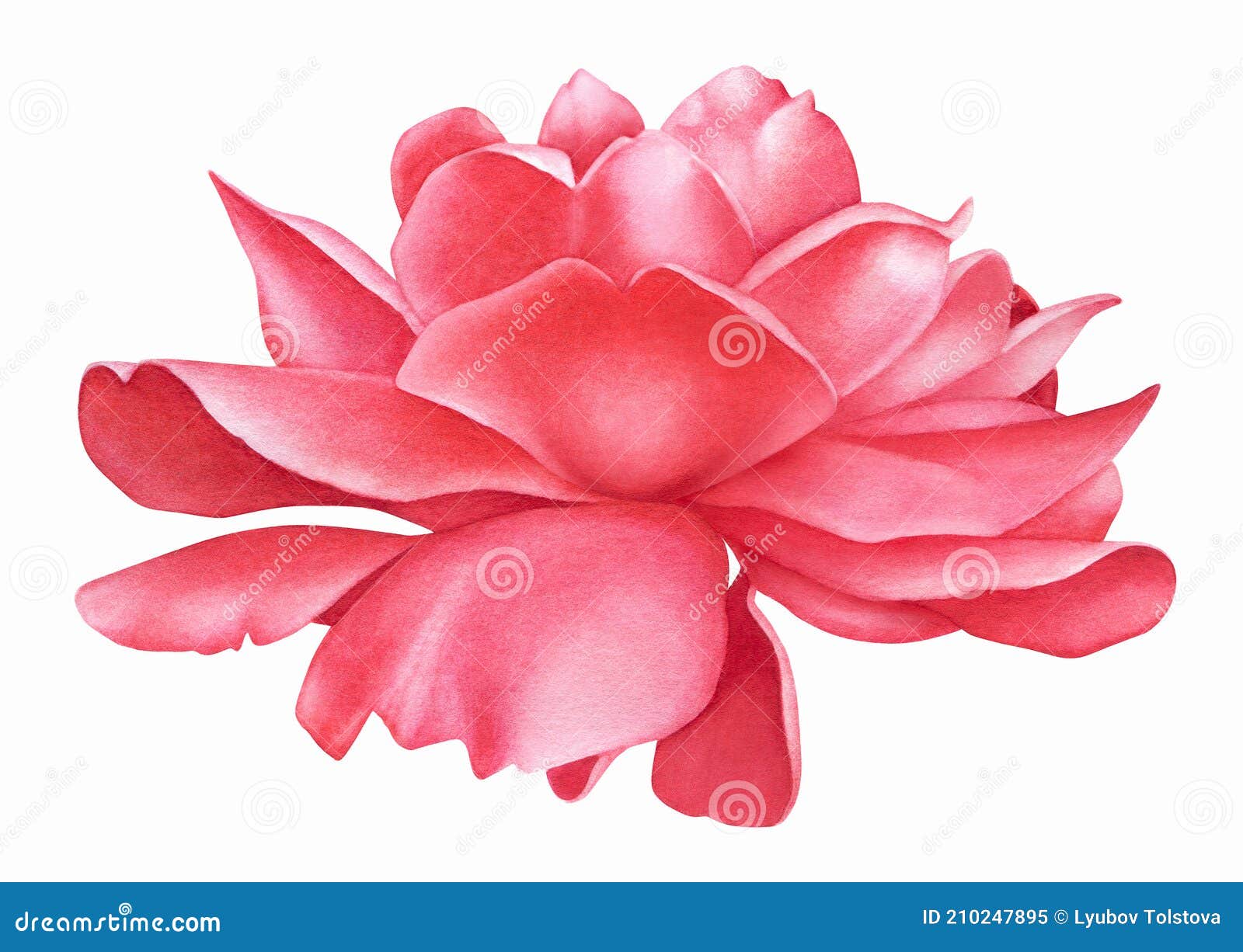 Watercolor Illusrtation of a Red Rose Side View Stock Illustration ...