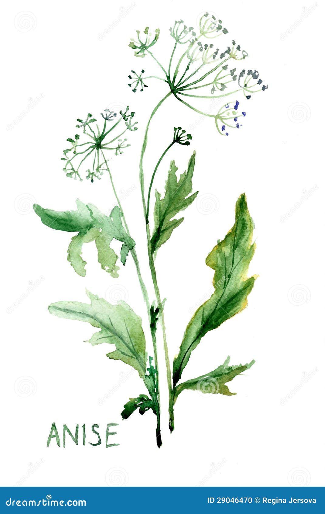 Anise Cartoon Vector | CartoonDealer.com #2723363