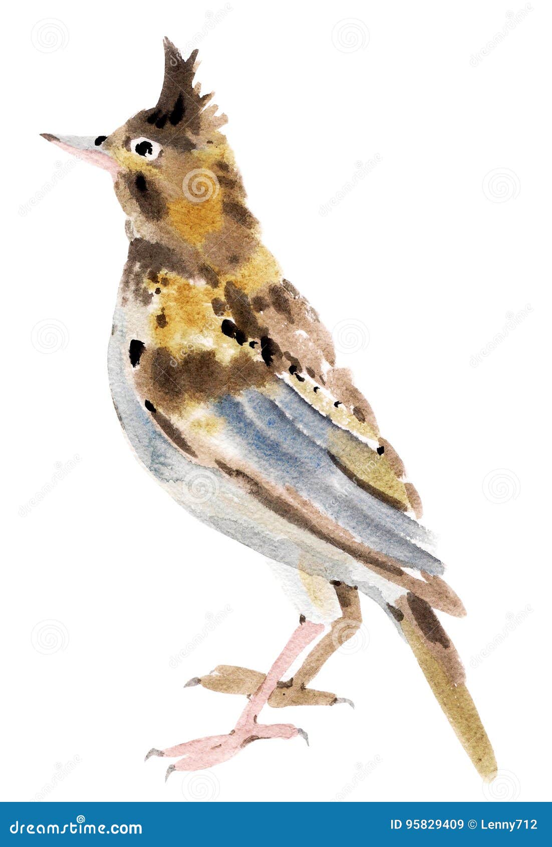 Watercolor Illustration of a Bird Lark Stock Illustration ...