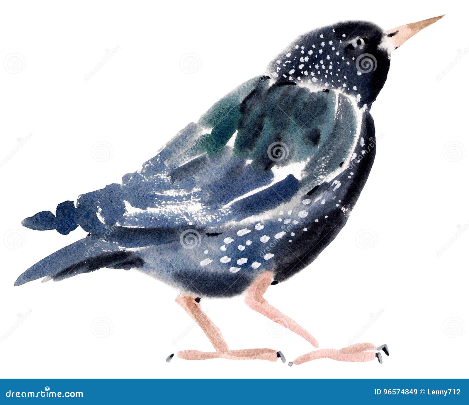 Watercolor Illustration of a Bird Starling Stock Illustration ...