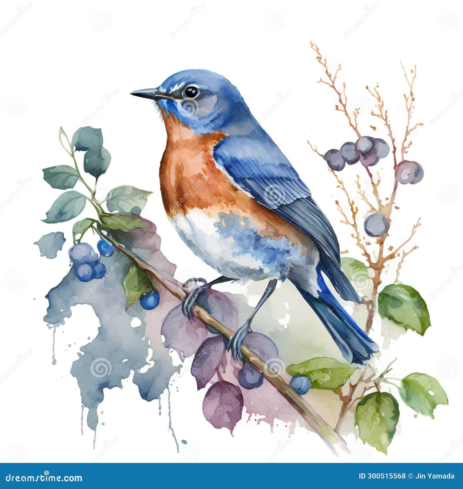 Watercolor Illustration of a Bluebird on a Branch with Berries. Stock ...