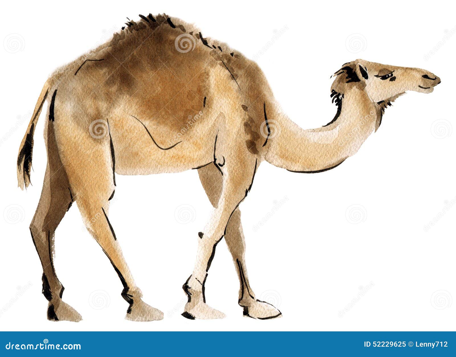 Watercolor Illustration of a Camel Stock Illustration - Illustration of ...