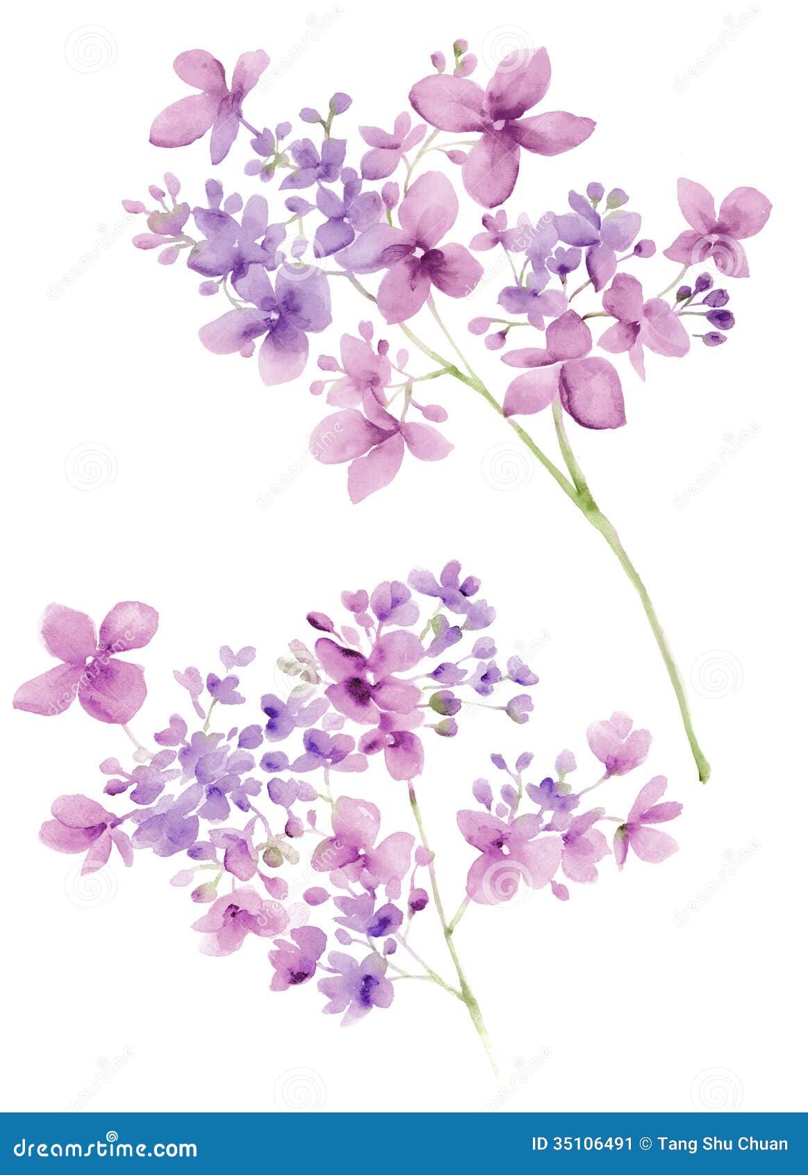 Watercolor Illustration Of Stylized Astra Flower. Color Illustration Of ...