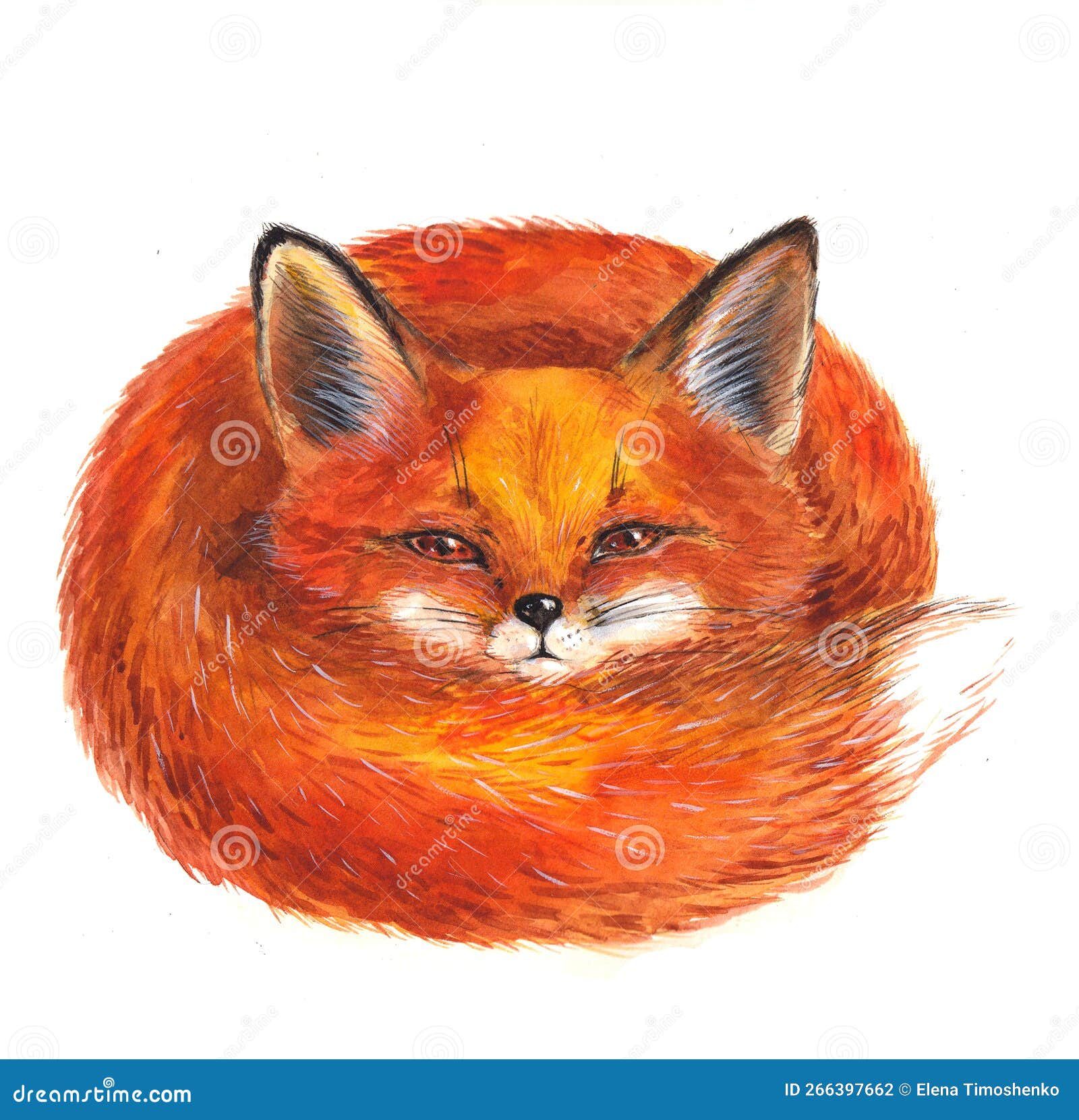Watercolor Illustration of a Fox in a Ball Illustration Stock ...