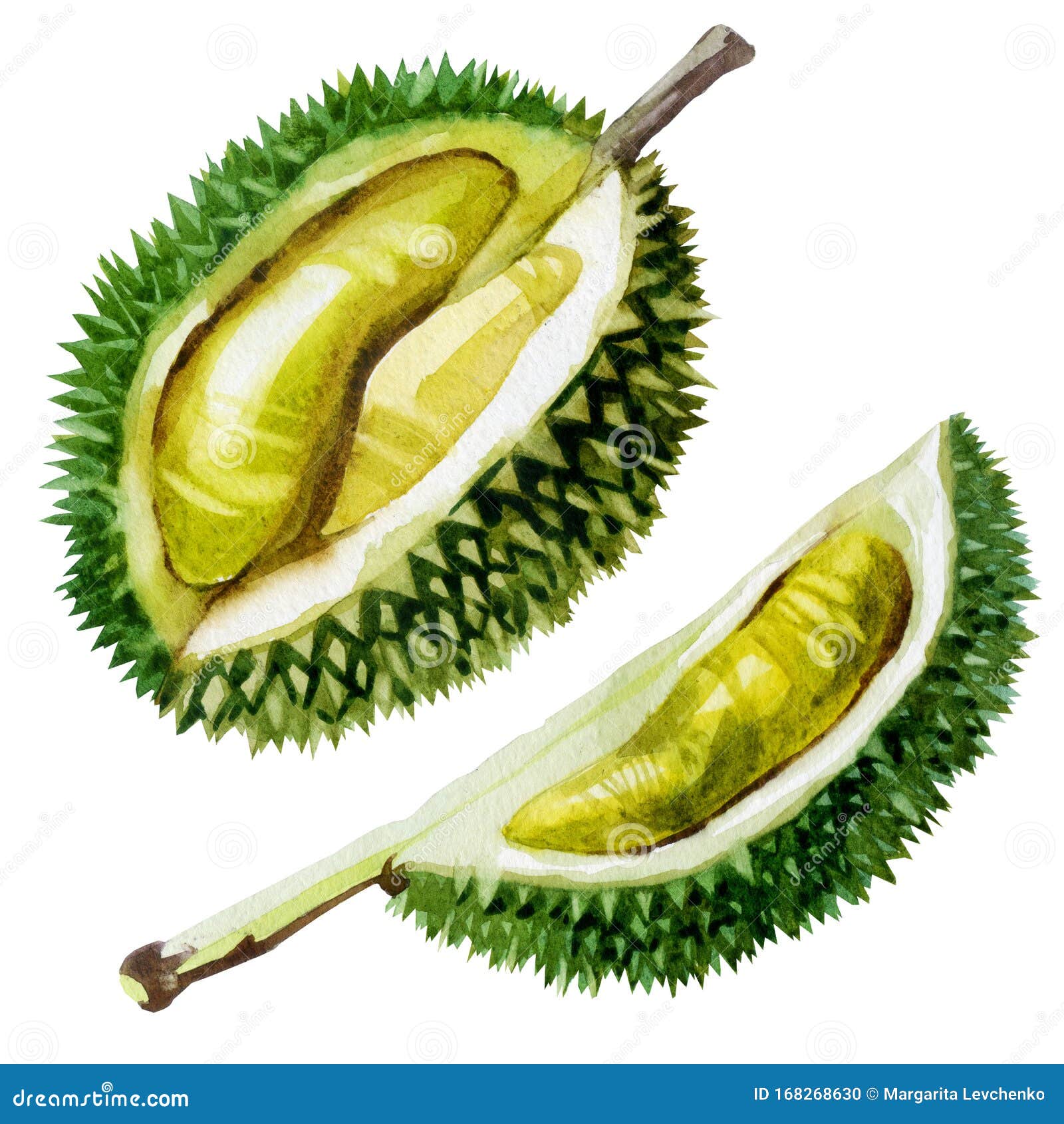 Watercolor Illustration. Fruit Durian Stock Illustration - Illustration ...