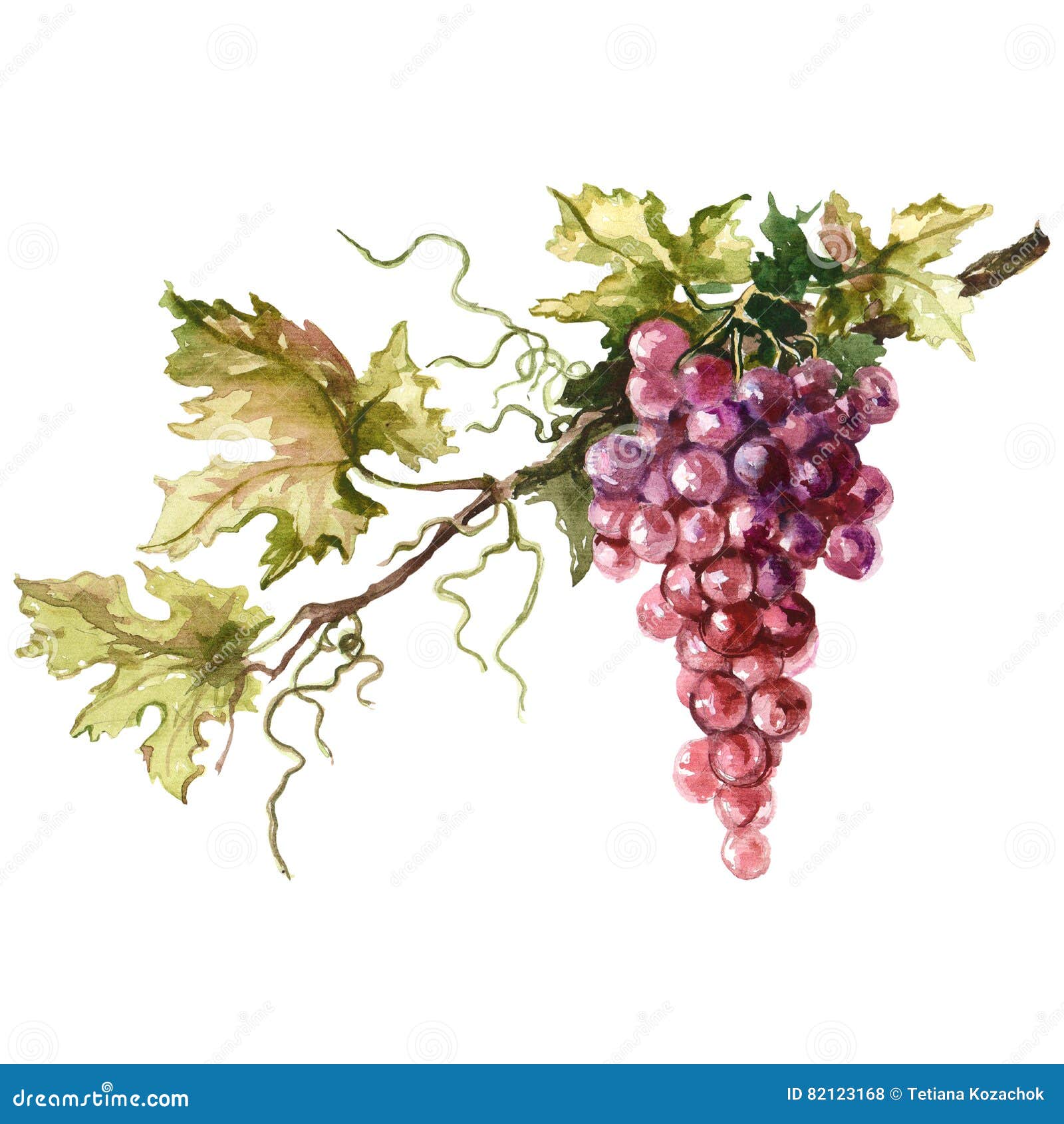 Grape Branch And Barrels Sketch Cartoon Vector | CartoonDealer.com ...