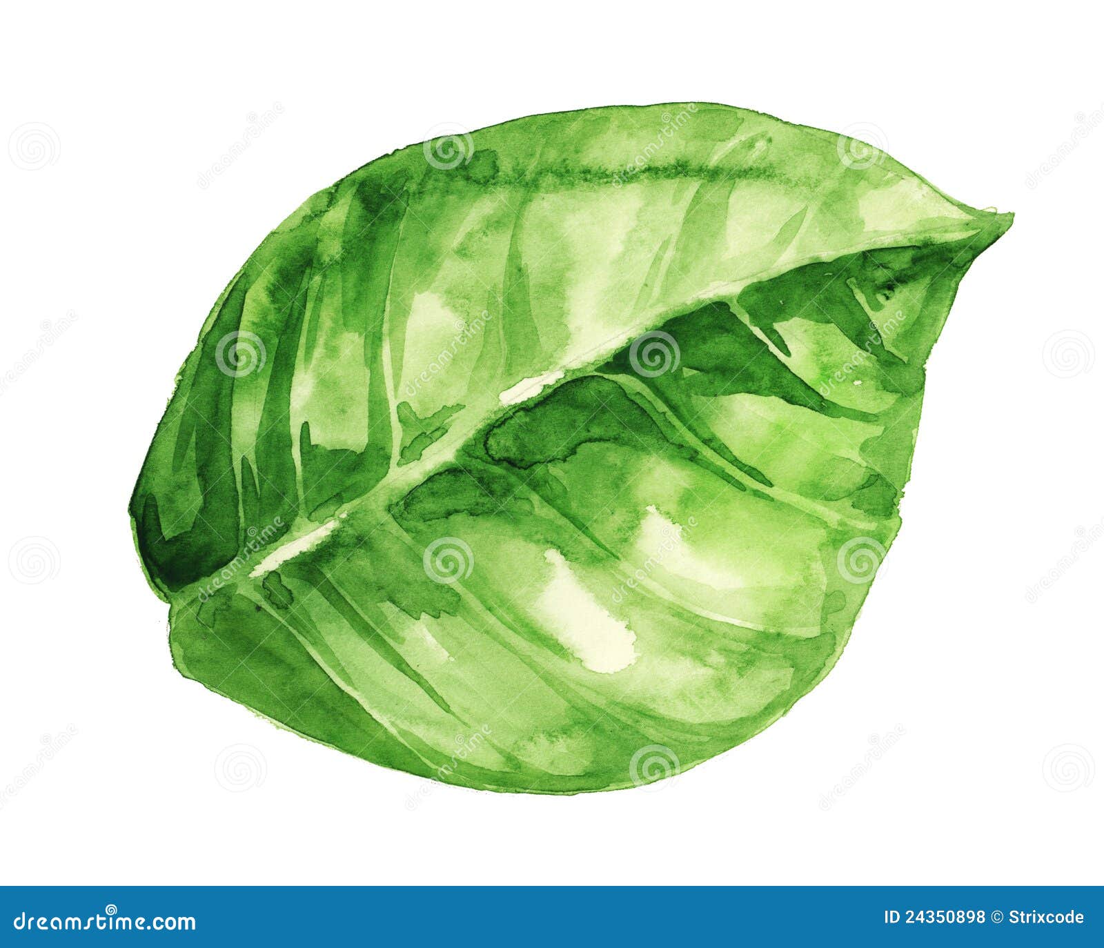 Watercolor Illustration of Green Leaf on White Stock Illustration ...