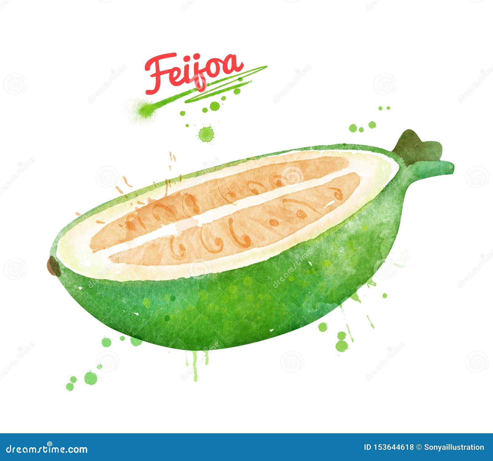 Watercolor Illustration of Half of Feijoa Fruit Stock Photo - Image of ...