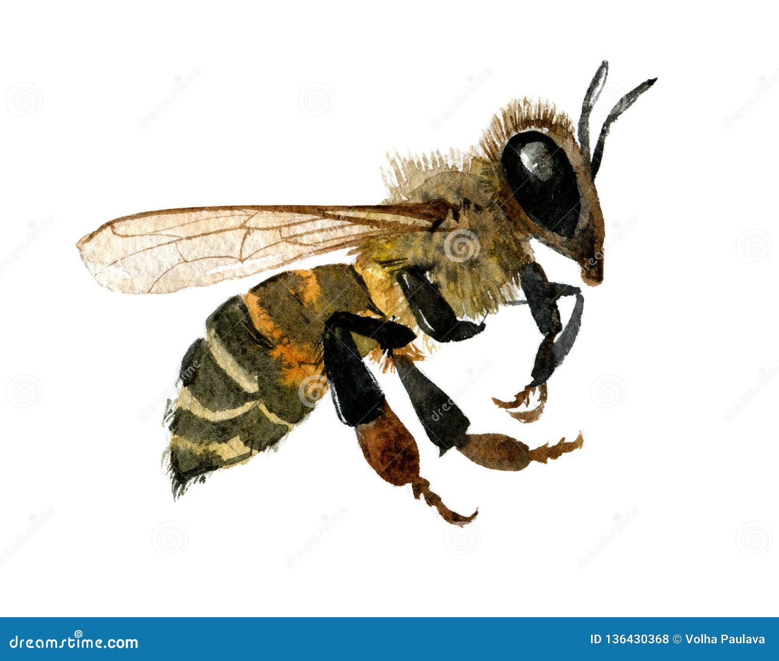 Bumble Bee Top And Side View Isolated On White Royalty-Free Stock Photo ...