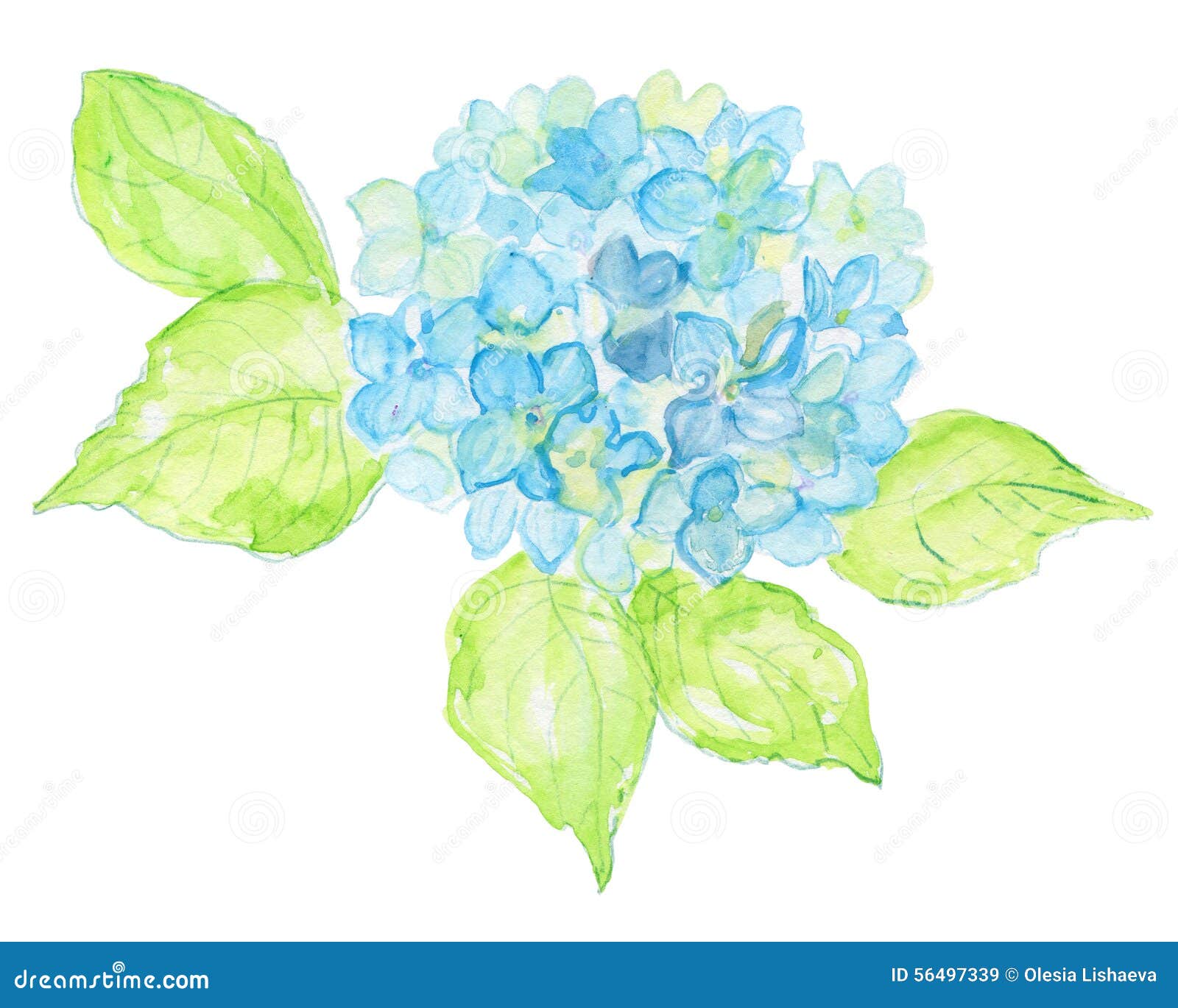 Watercolor Illustration of Hydrangea Flowers. Stock Illustration ...
