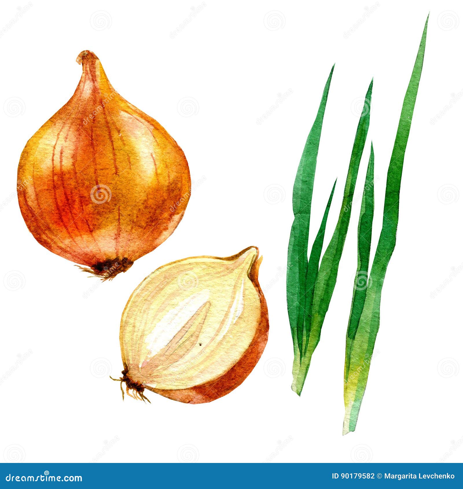 Watercolor Illustration, Image of a Bow and Onion Bow Stock ...