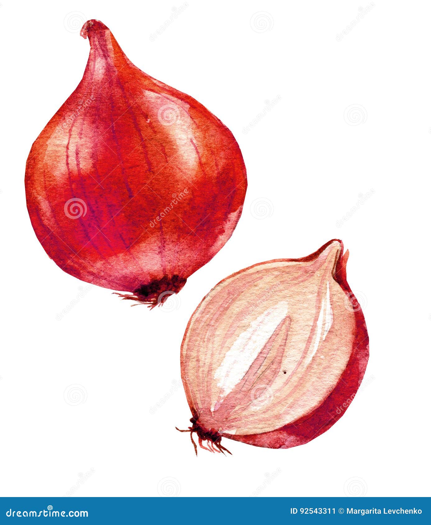 Watercolor Illustration, Image of a Bow and Onion Bow Stock ...