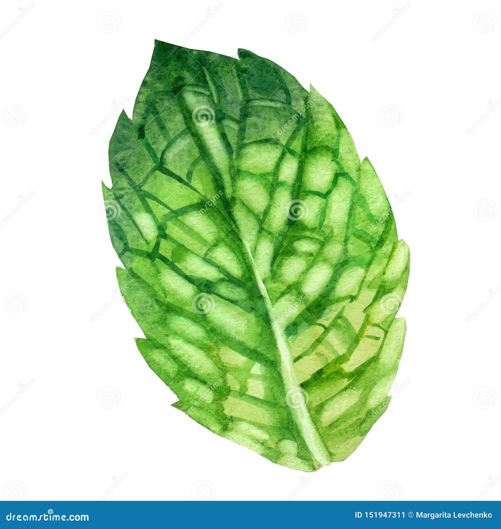 Watercolor Illustration. an Image of Mint. Mint Leaf. Stock ...