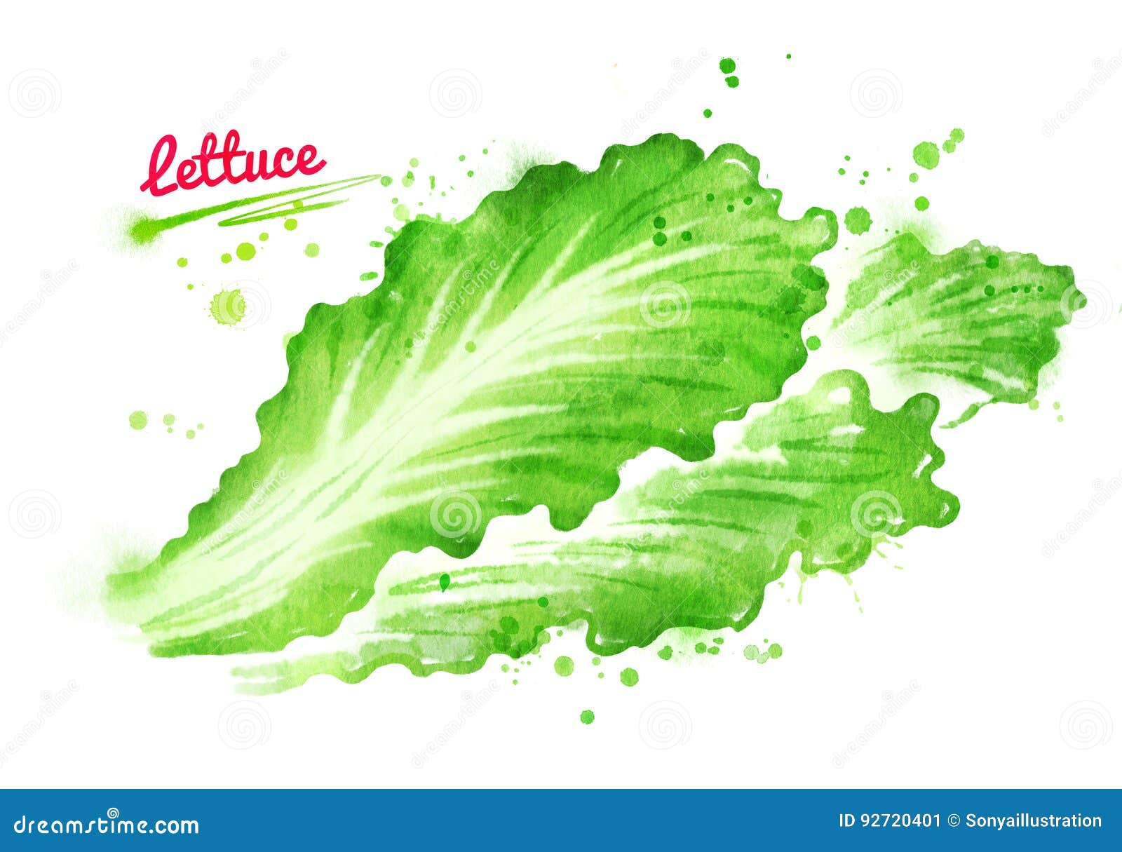 Watercolor Illustration of Lettuce Stock Illustration - Illustration of ...