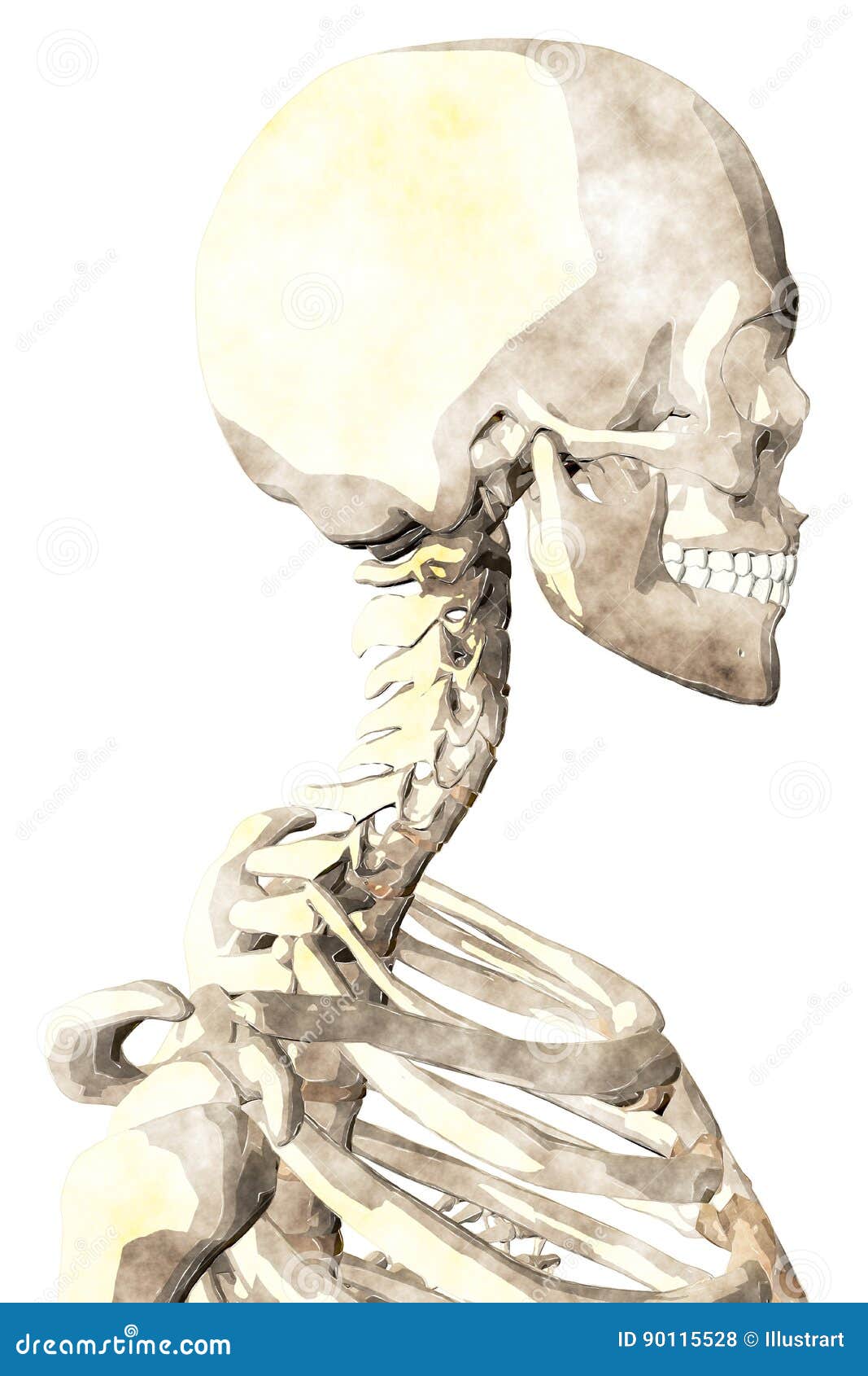 Watercolor Illustration of a Male Skeleton Stock Illustration ...