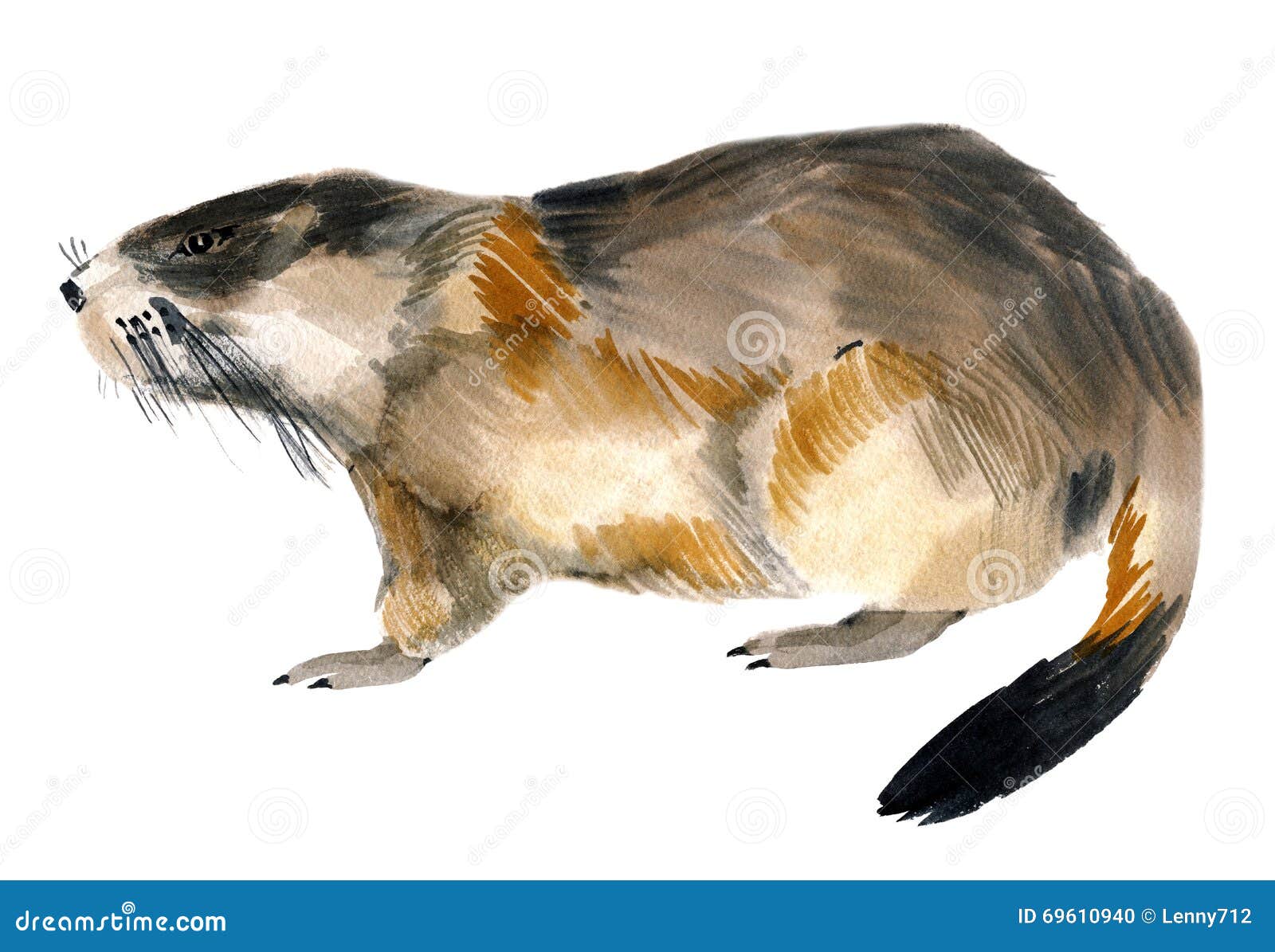 Marmot Cartoons, Illustrations & Vector Stock Images - 2271 Pictures to ...