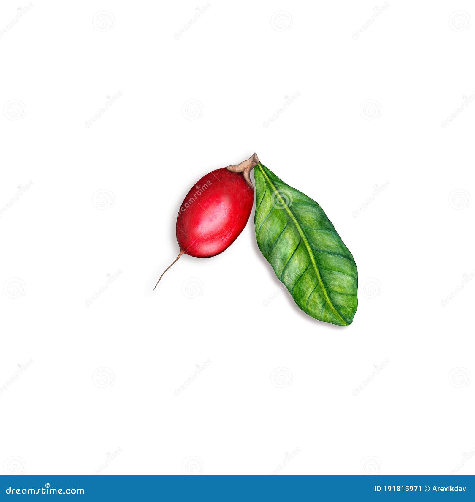 Watercolor Illustration of Miracle Fruit Stock Illustration ...